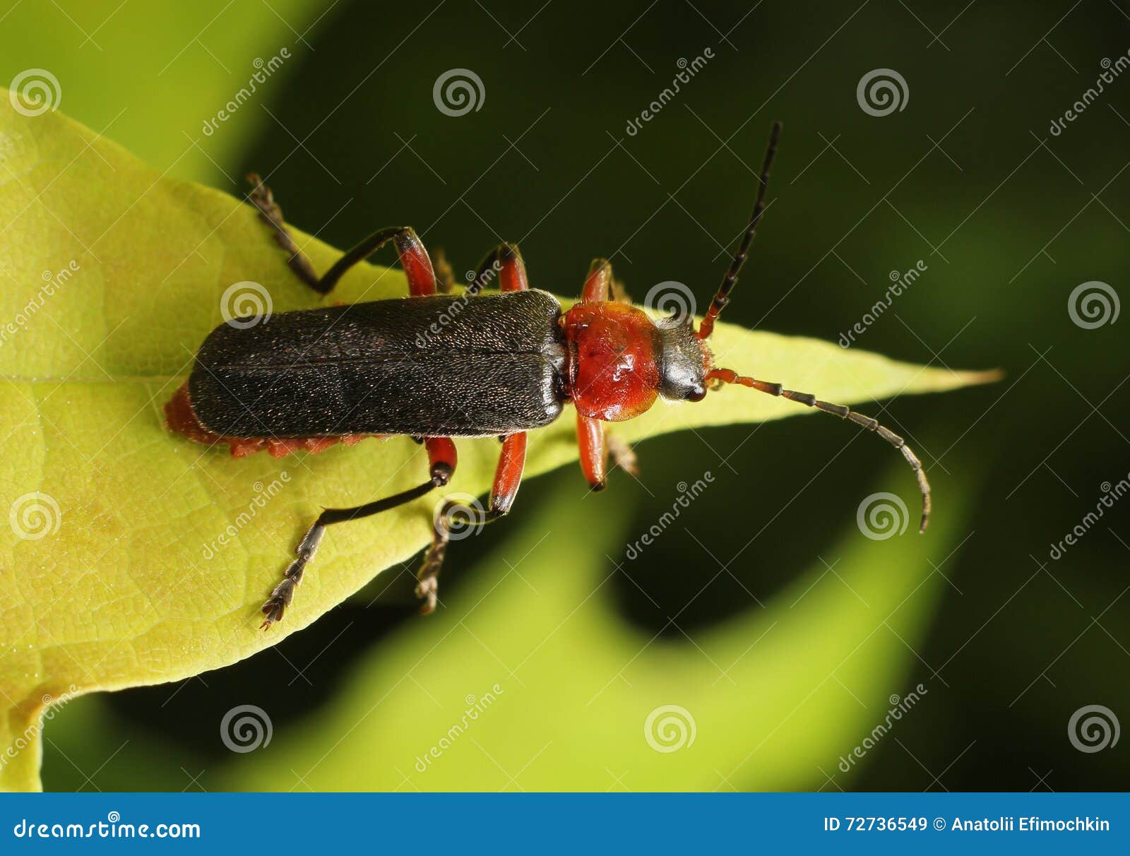 Beetle stock image. Image of animal, grass, meadow, macro - 72736549