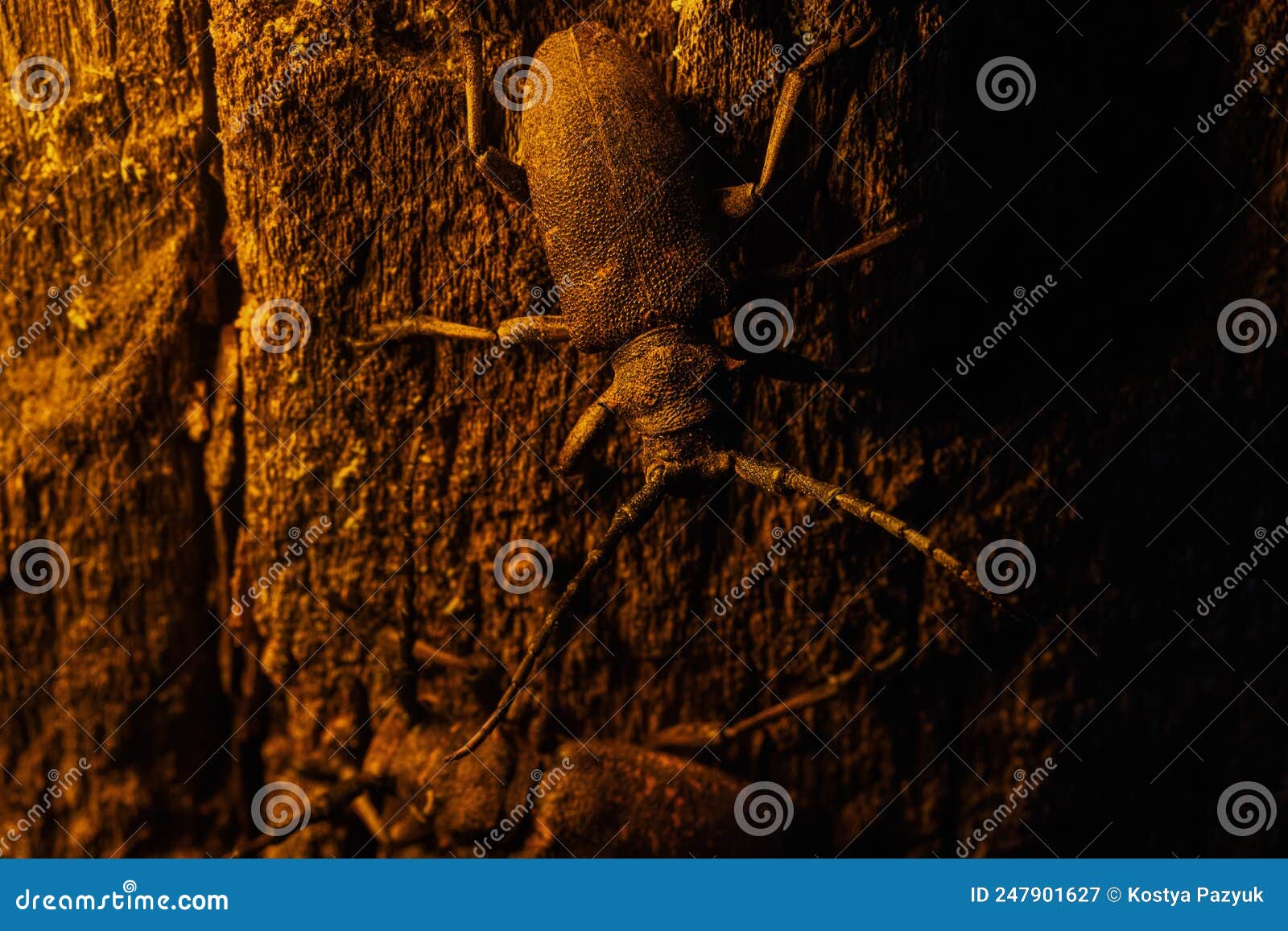 Beetle with Long Whiskers on a Stump in Sunset Rays Stock Image - Image ...
