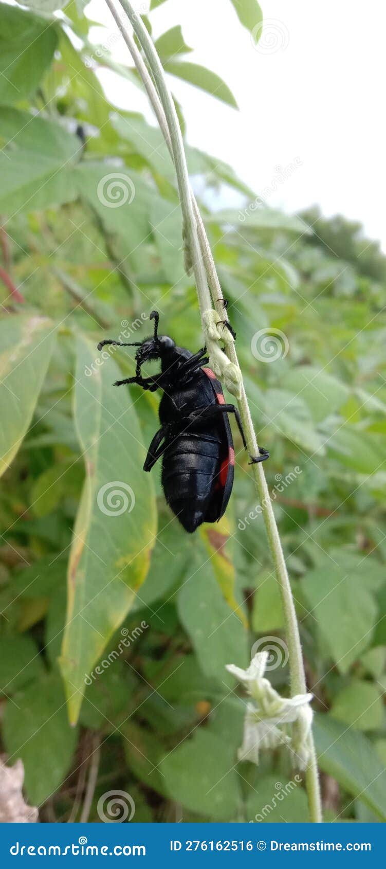 A Beetle is Looking for Starch in the Garden Stock Photo - Image of ...