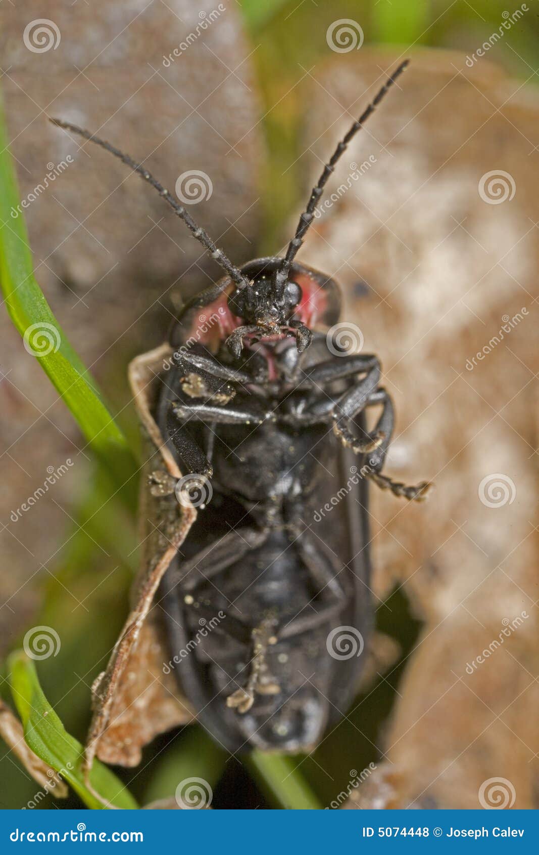 Beetle that Looks Like an Alien Overlord Stock Photo - Image of front ...