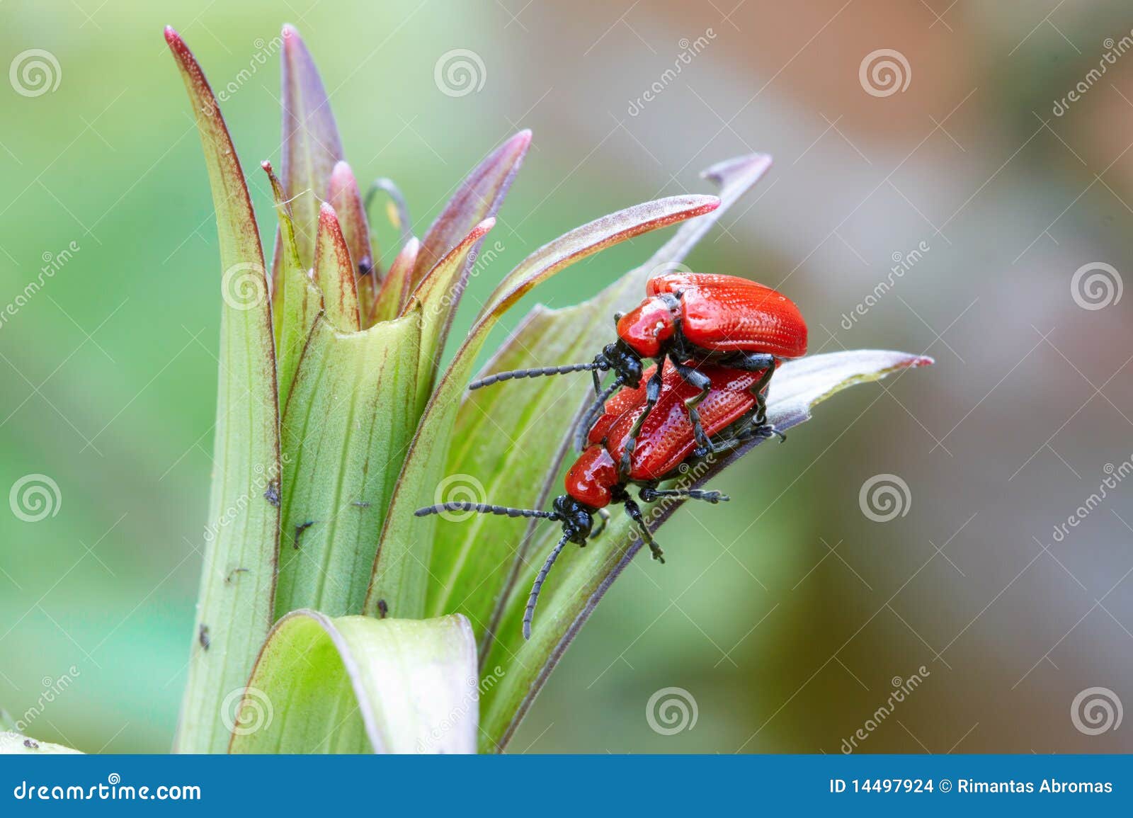 Beetle love stock photo. Image of close, mating, insect - 14497924