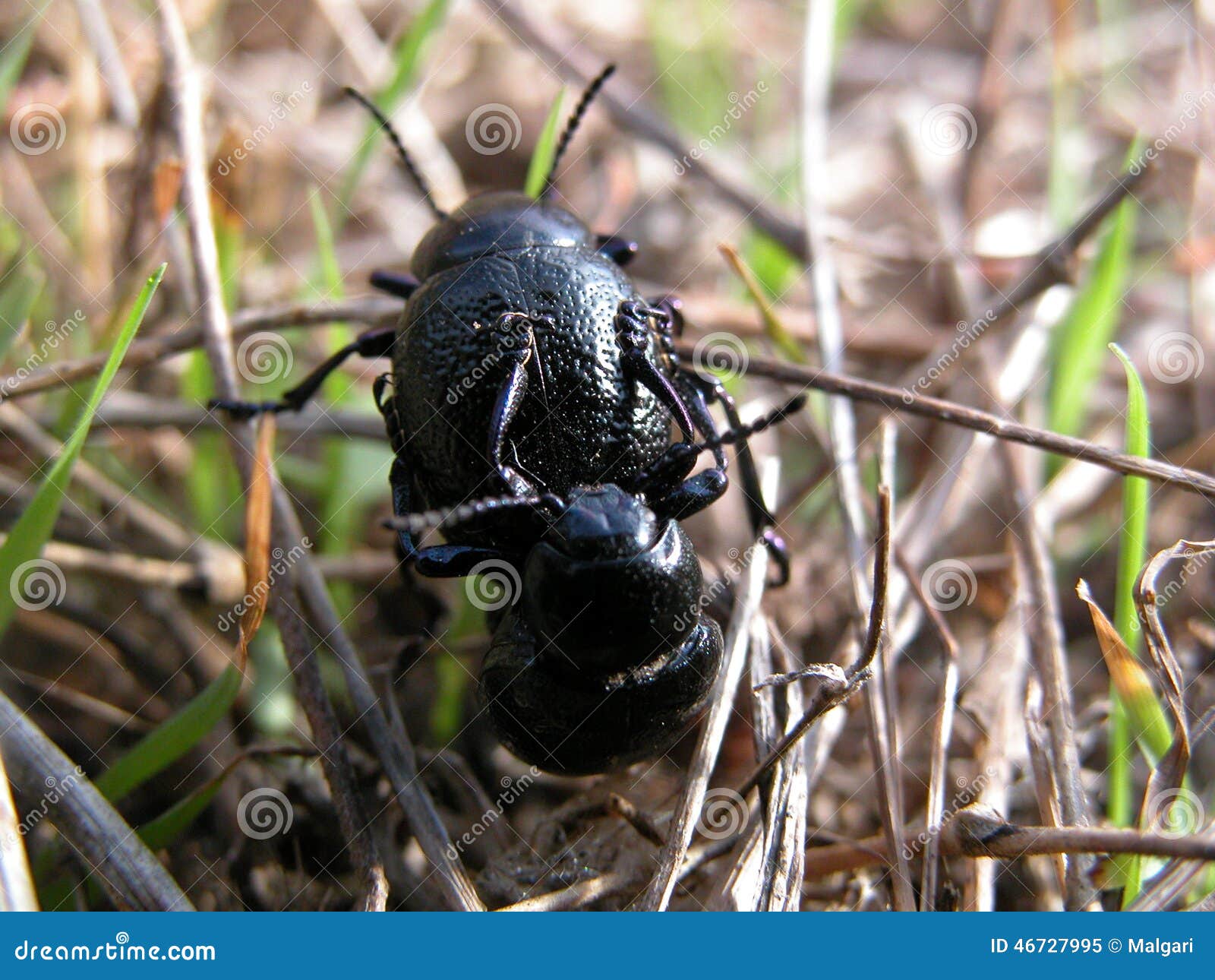 Beetle in love stock image. Image of invertebrate, generation - 46727995