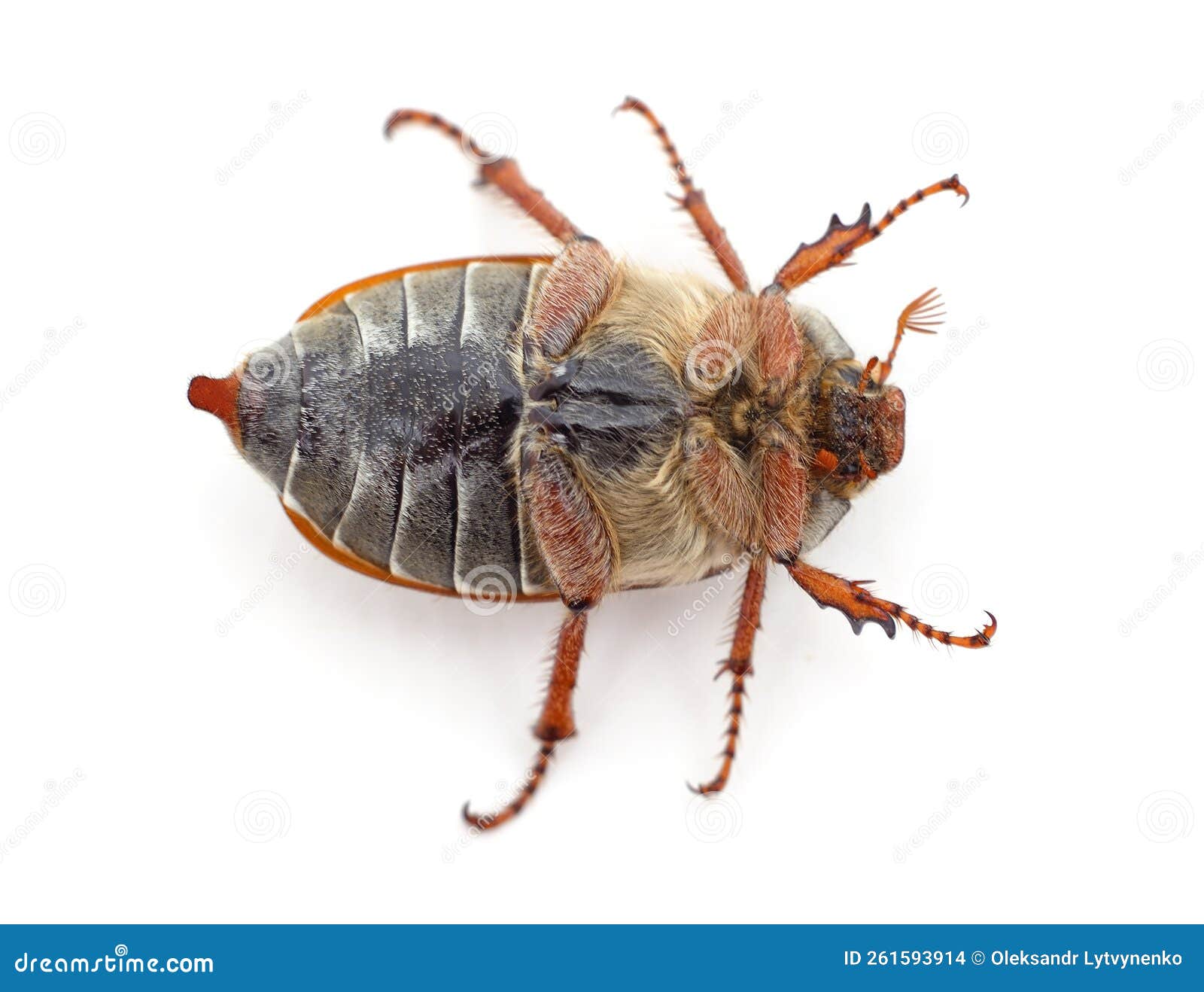 Beetle lying on his back stock photo. Image of wild - 261593914
