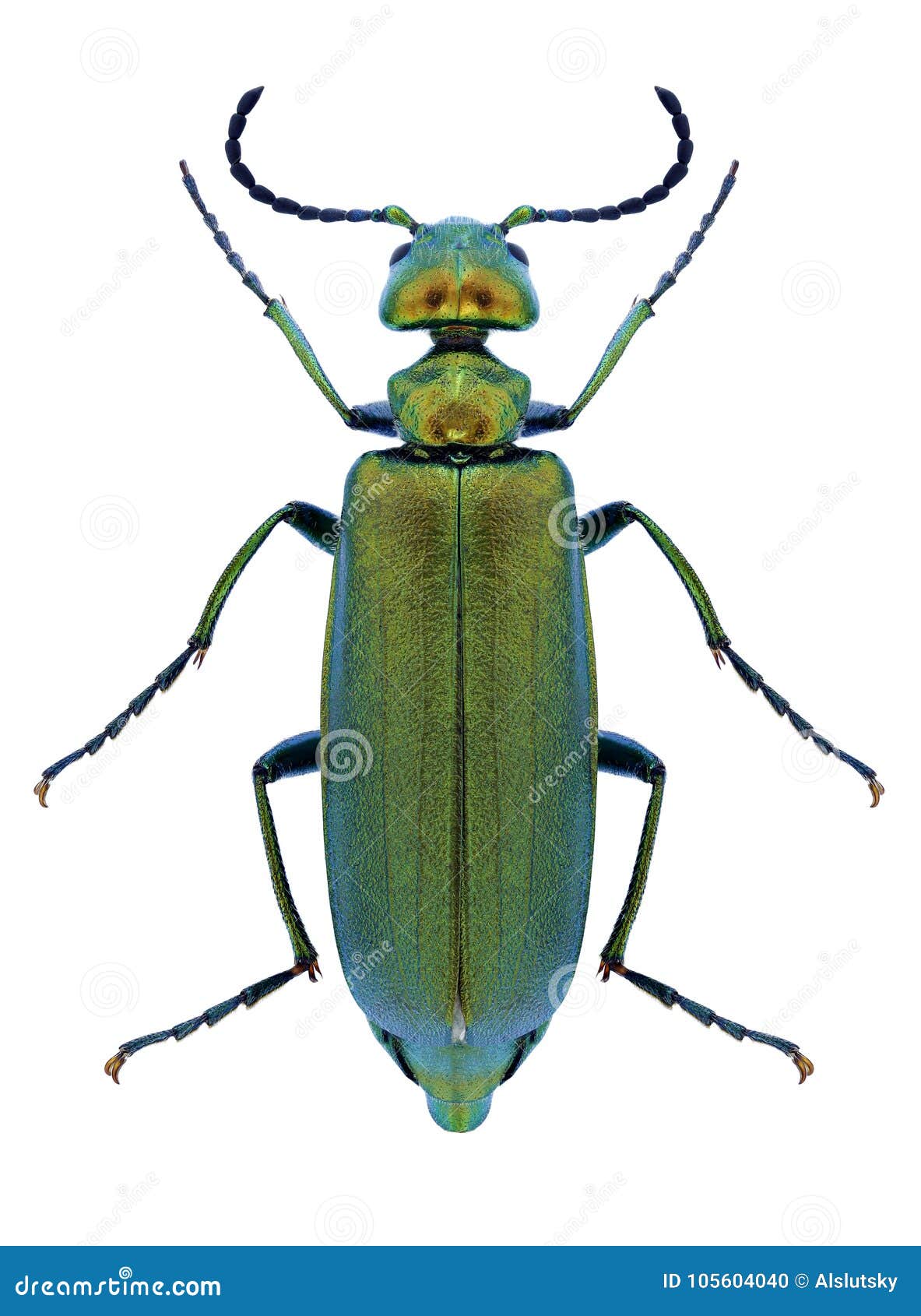 Beetle Lytta Vesicatoria Stock Photography | CartoonDealer.com #105604040