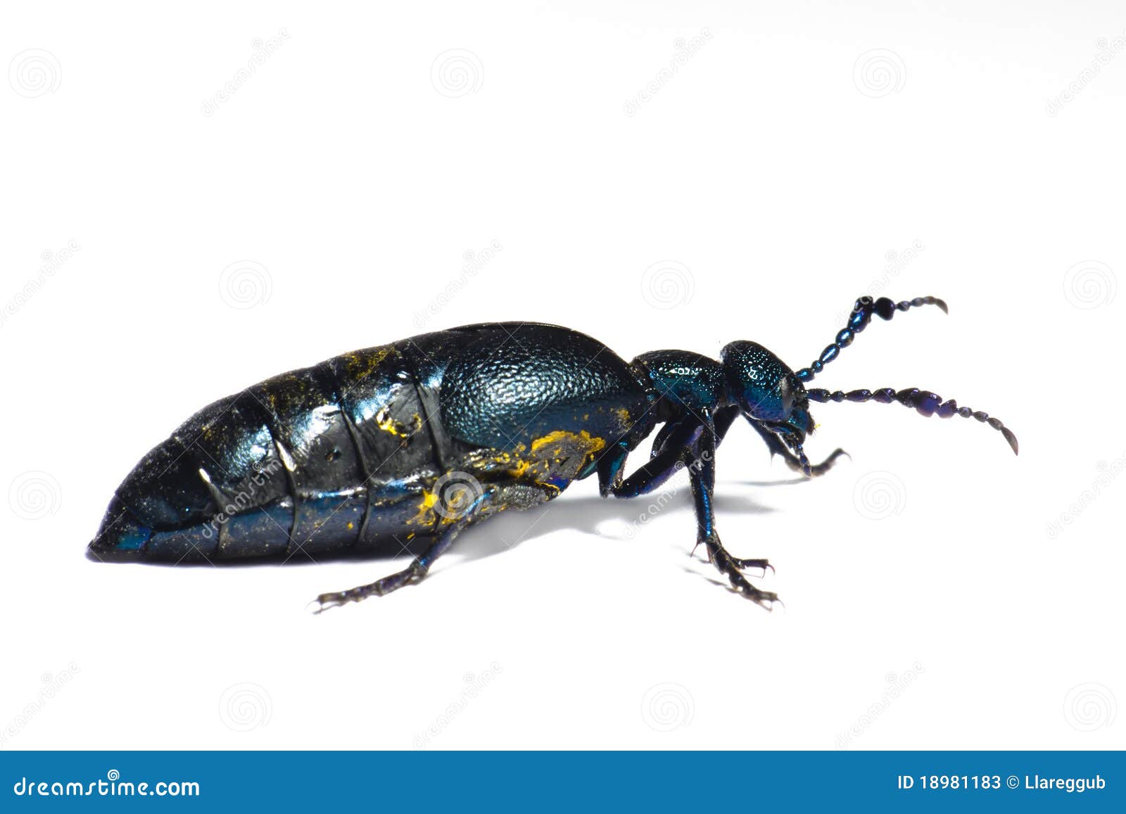 Beetle Macro stock image. Image of white, macro, ground - 18981183