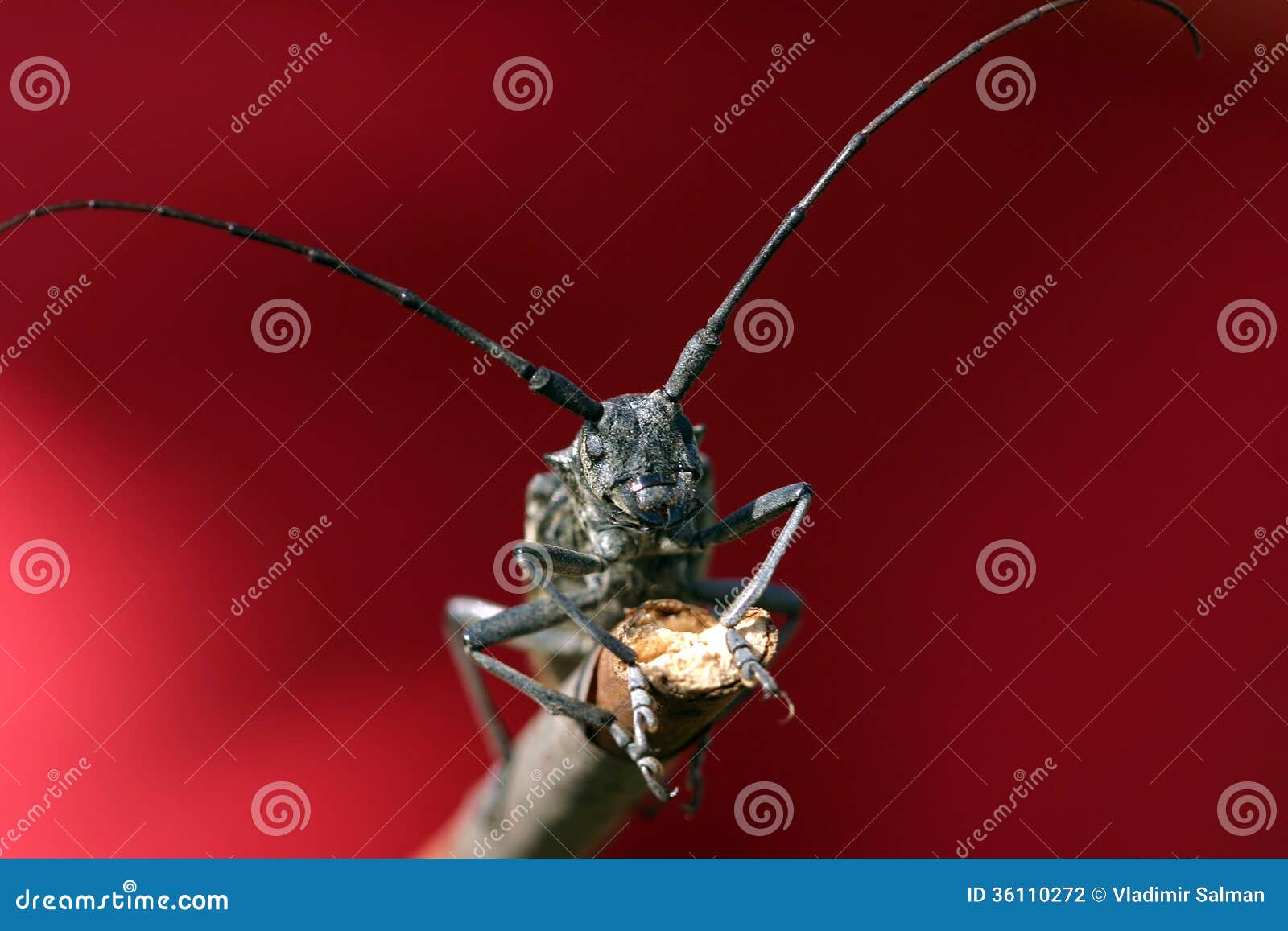 Beetle stock photo. Image of macro, nature, close, entomology - 36110272