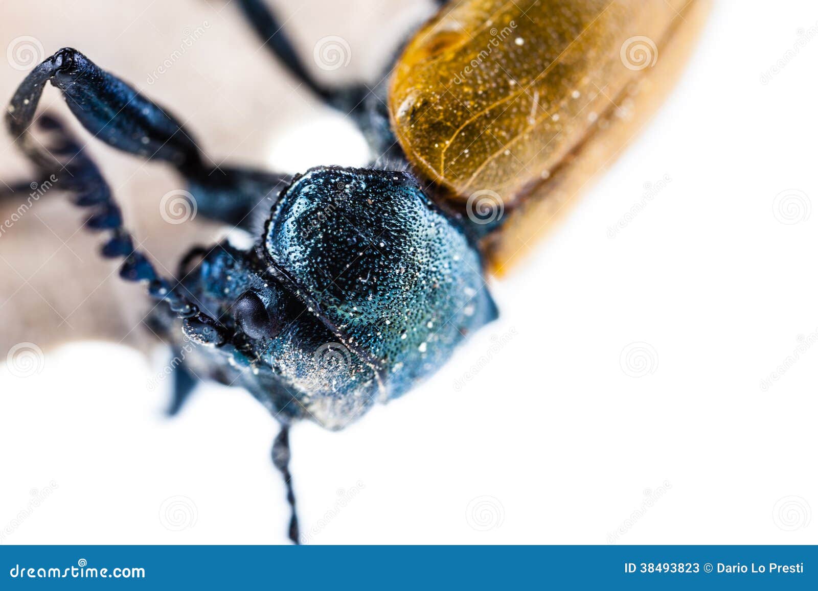 Beetle Macro stock image. Image of invertebrate, black - 38493823