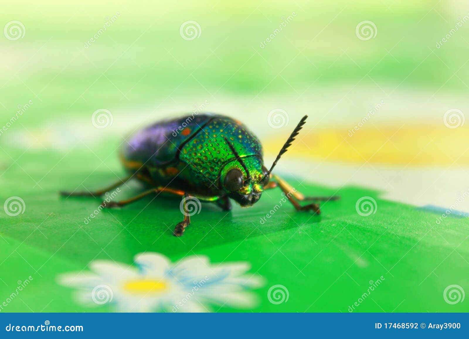 Beetle magic stock photo. Image of beautiful, nature - 17468592