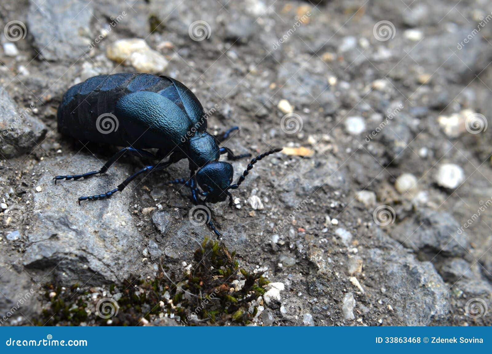 Beetle meloe stock photo. Image of wildlife, poison, black - 33863468