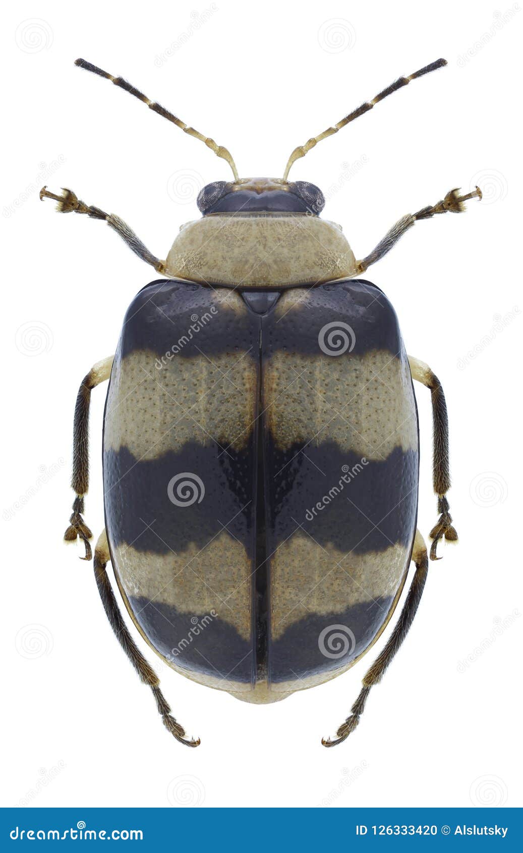 Monolepta Cavipennis Stock Photos - Free & Royalty-Free Stock Photos ...