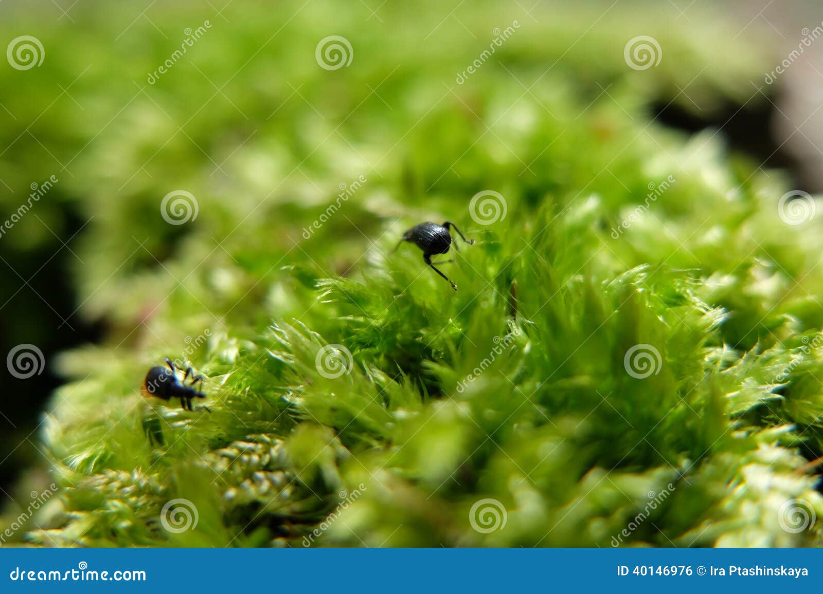 Beetle stock photo. Image of meadow, april, green, moss - 40146976