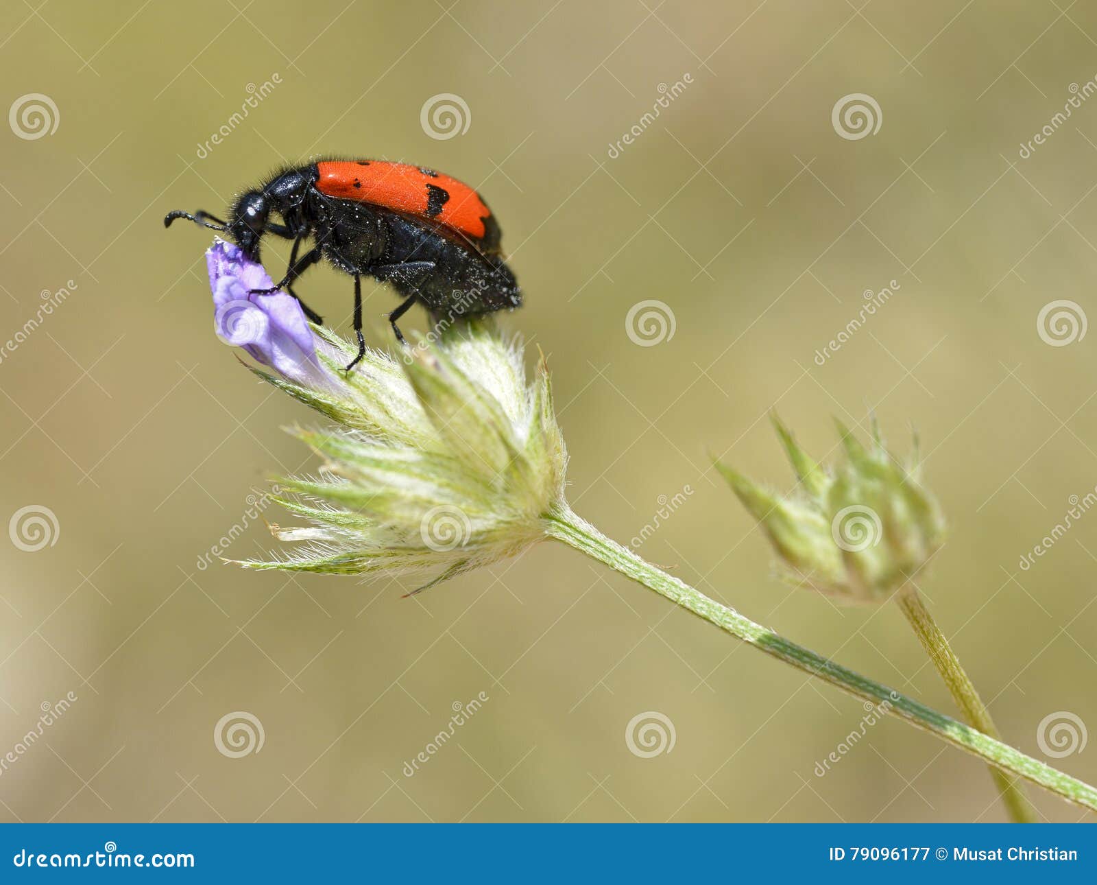 Beetle Mylabris Variabilis Royalty-Free Stock Photo | CartoonDealer.com ...