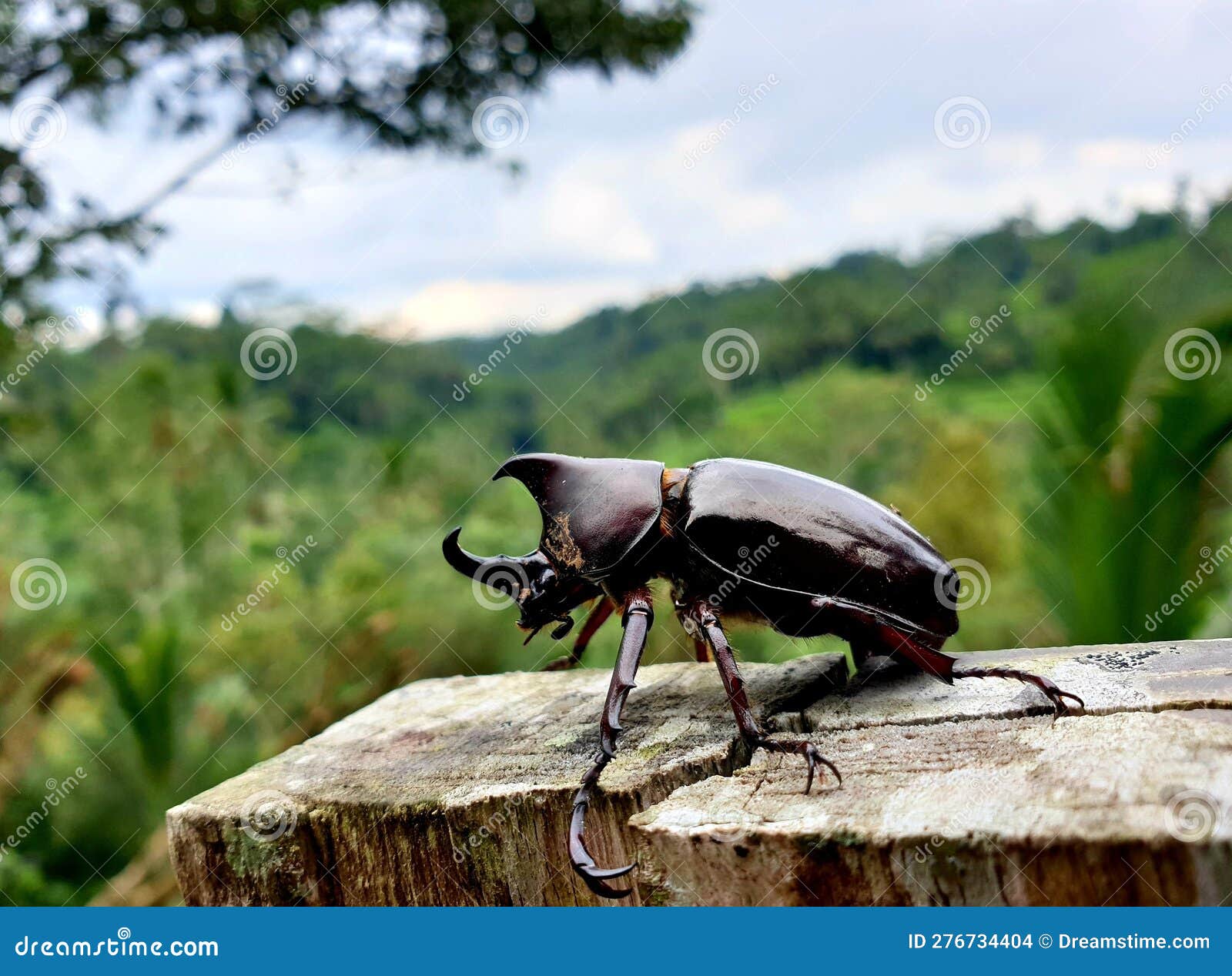 Beetle with Natural Scenery/rare Beetle with Natural Landscape Stock ...