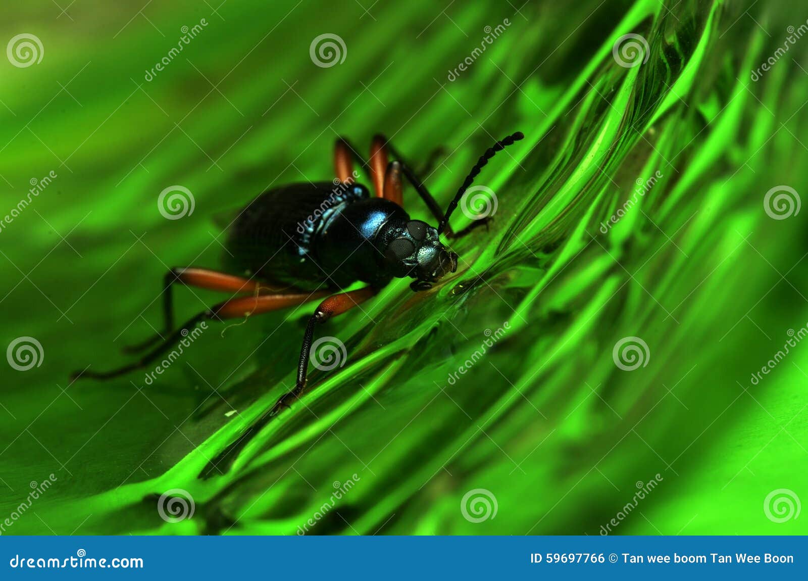 Beetle in the nature stock photo. Image of beetle, wildlife - 59697766