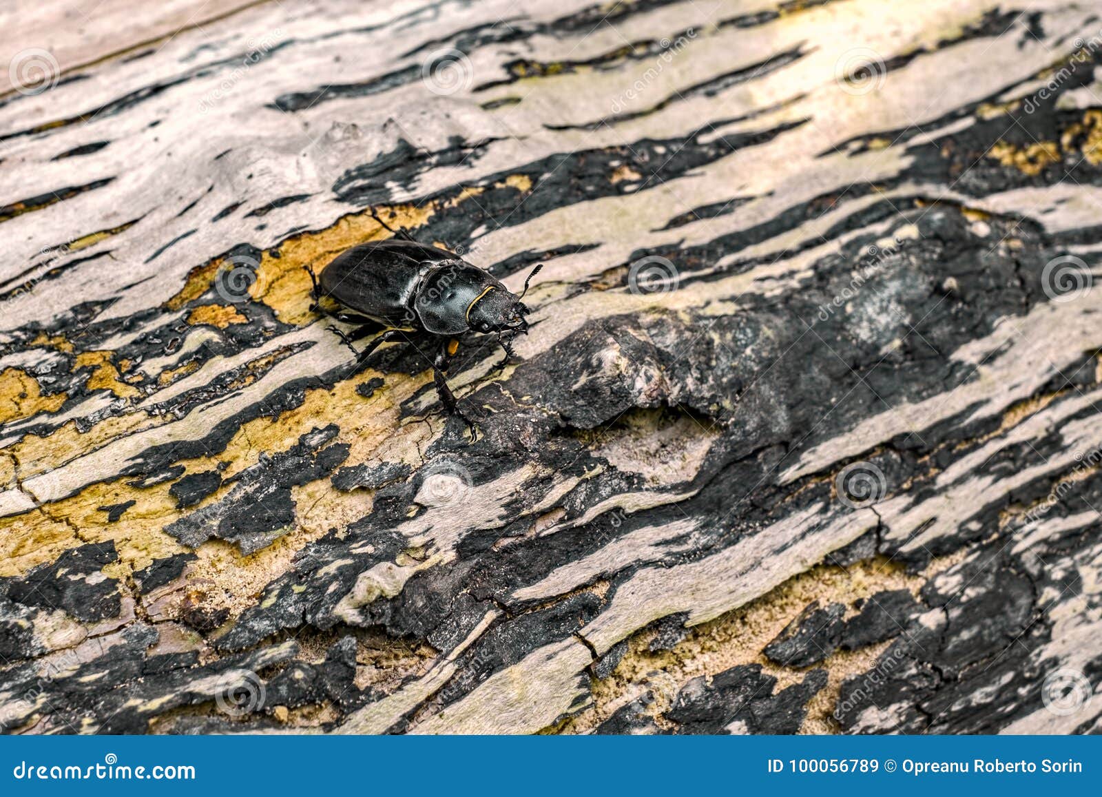 Beetle in Nature on a Tree Trunk Stock Image - Image of beauty, design ...