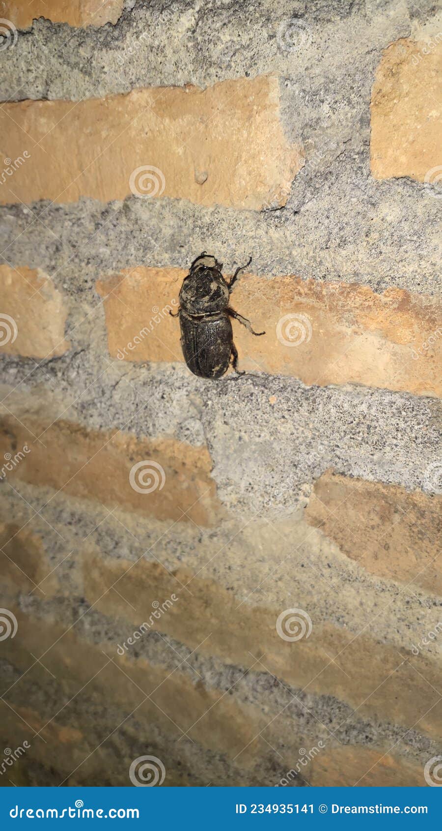Beetle in the night stock image. Image of animals, night - 234935141