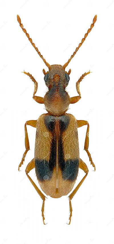 Beetle Notoxus monoceros stock image. Image of wildlife - 41152299