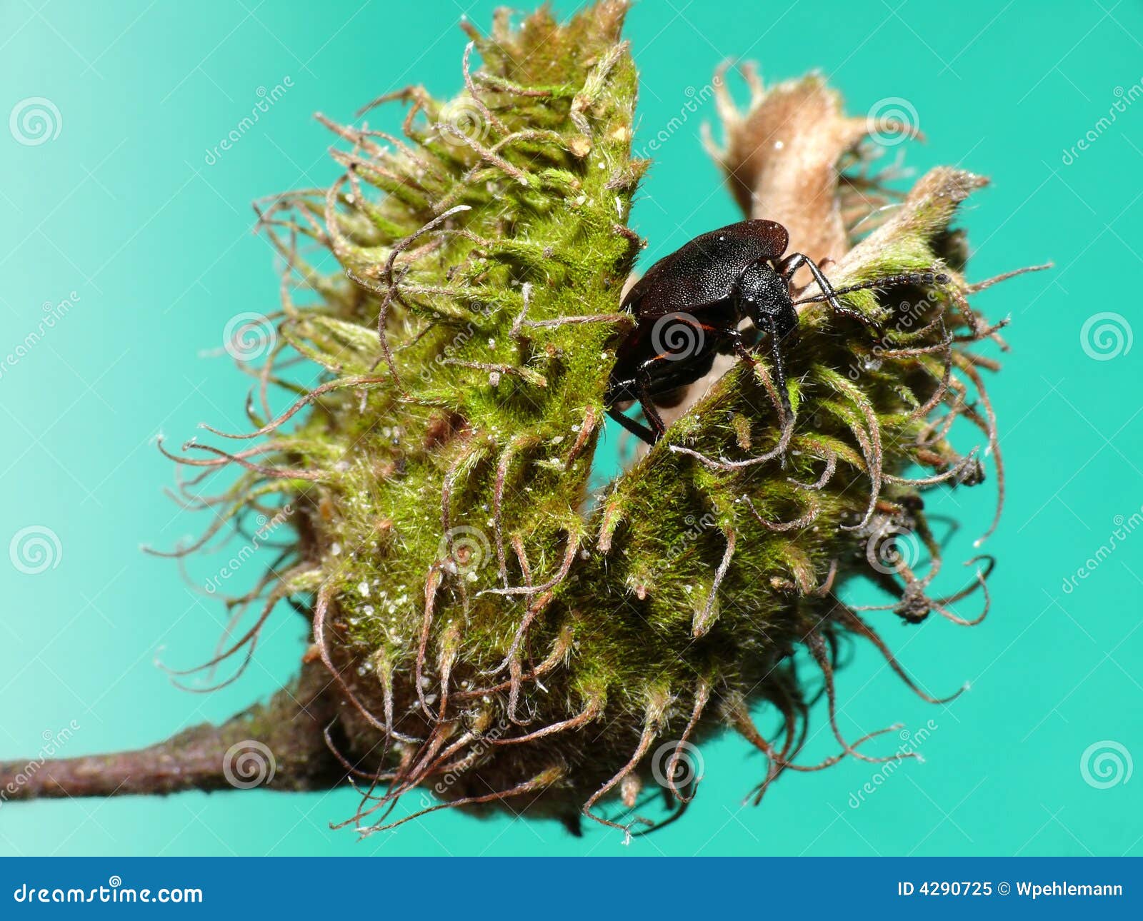 Beetle In Nut Shell Picture. Image: 4290725