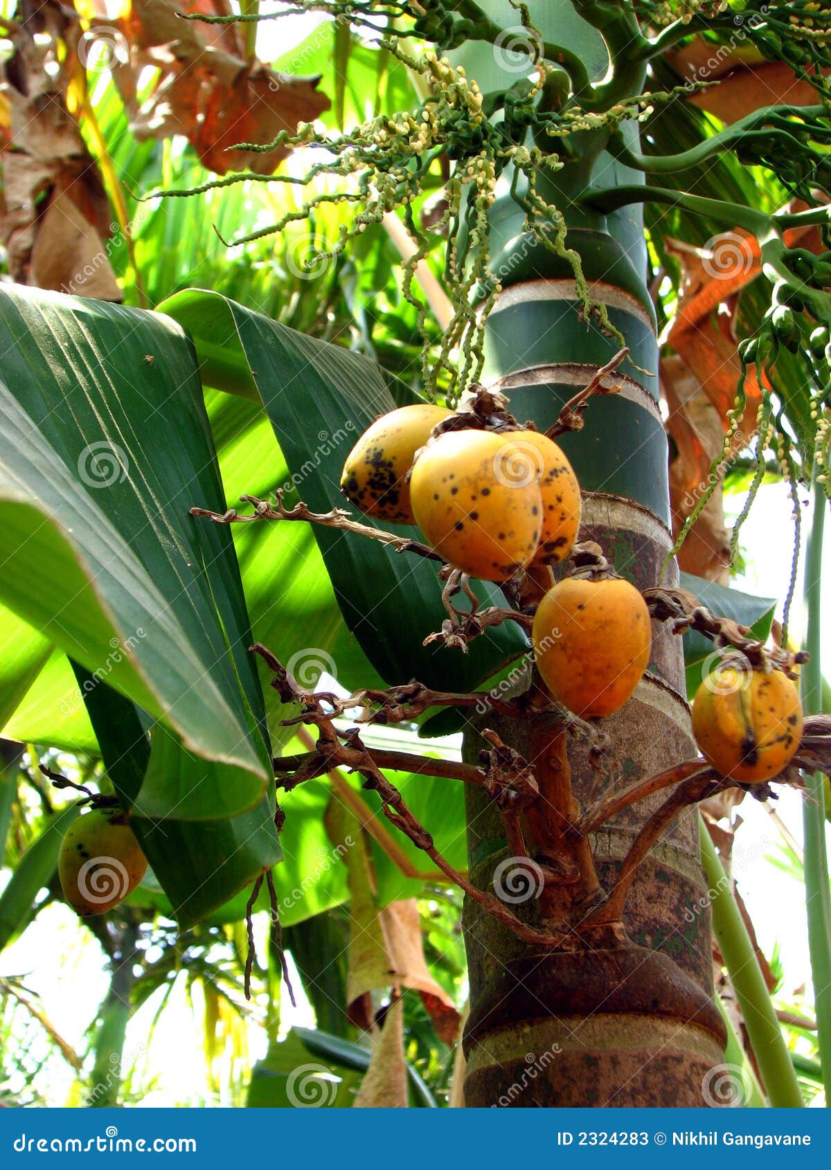 Beetle Nuts stock image. Image of fruits, twig, unique - 2324283