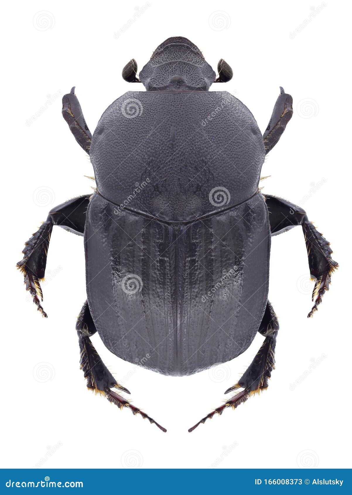 Beetle Onitis damoetas stock image. Image of insect - 166008373