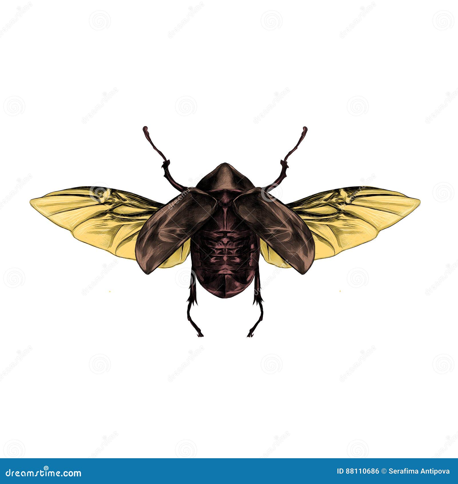 Beetle with Open Wings Top View, Stock Vector - Illustration of summer ...