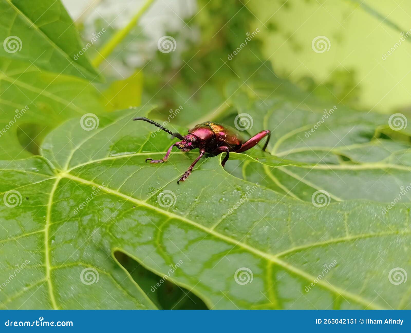 A beetle stock image. Image of beetle, plant, pest, invertebrate ...
