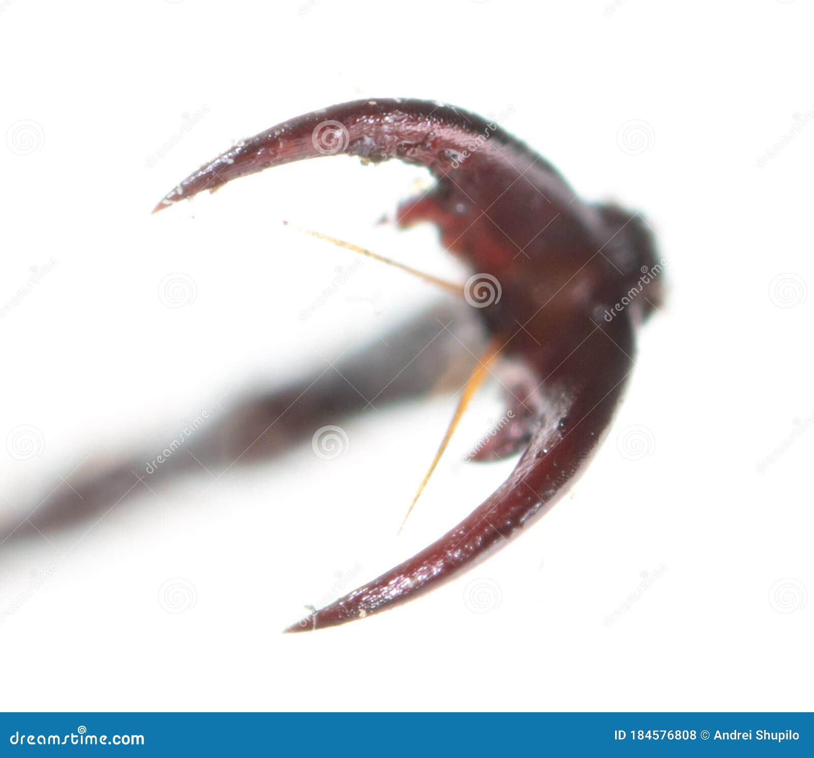 Beetle Paw Isolated on White Background Stock Photo - Image of rhino ...
