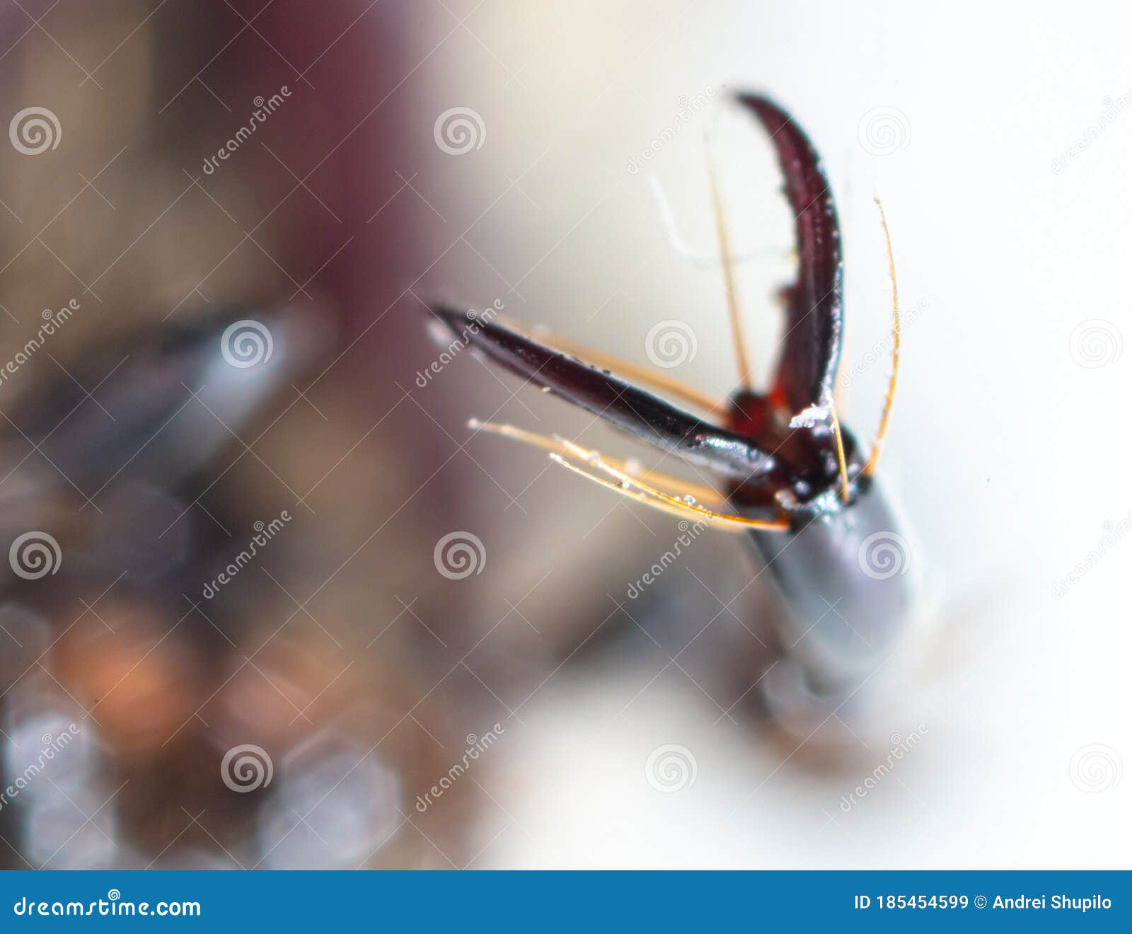 Beetle Paw Isolated on White Background Stock Image - Image of bristles ...