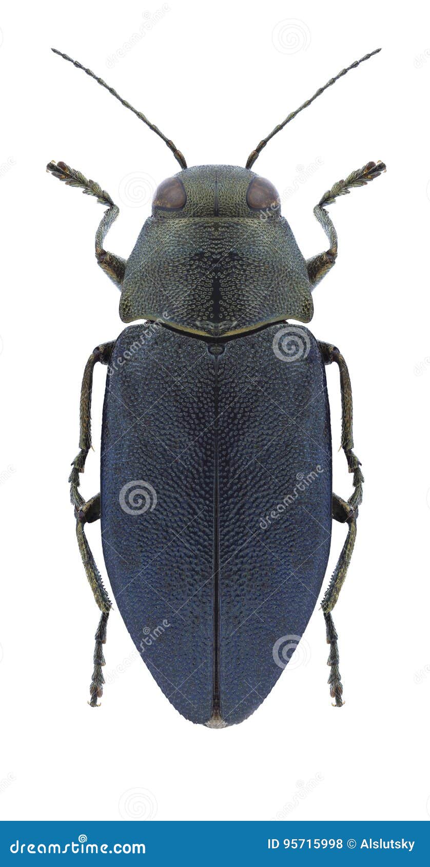 Beetle Phaenops cyanea stock photo. Image of invertebrate - 95715998