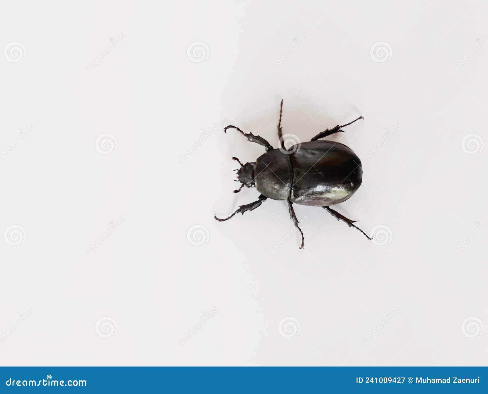 Beetle Photo on White Background. Stock Image - Image of animal ...