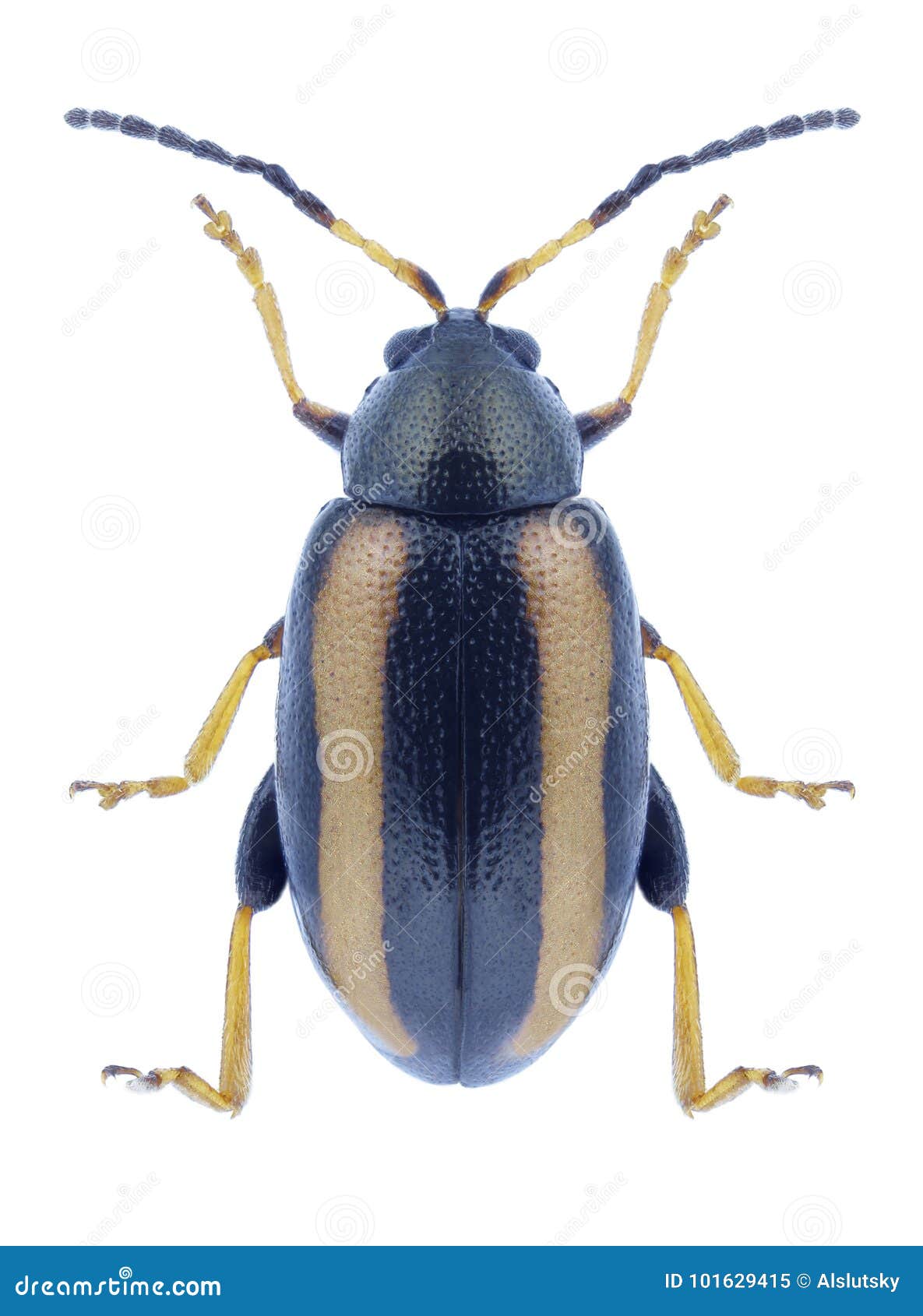 Phyllotreta Nemorum, The Turnip Flea Beetle Or Yellow-striped Flea ...