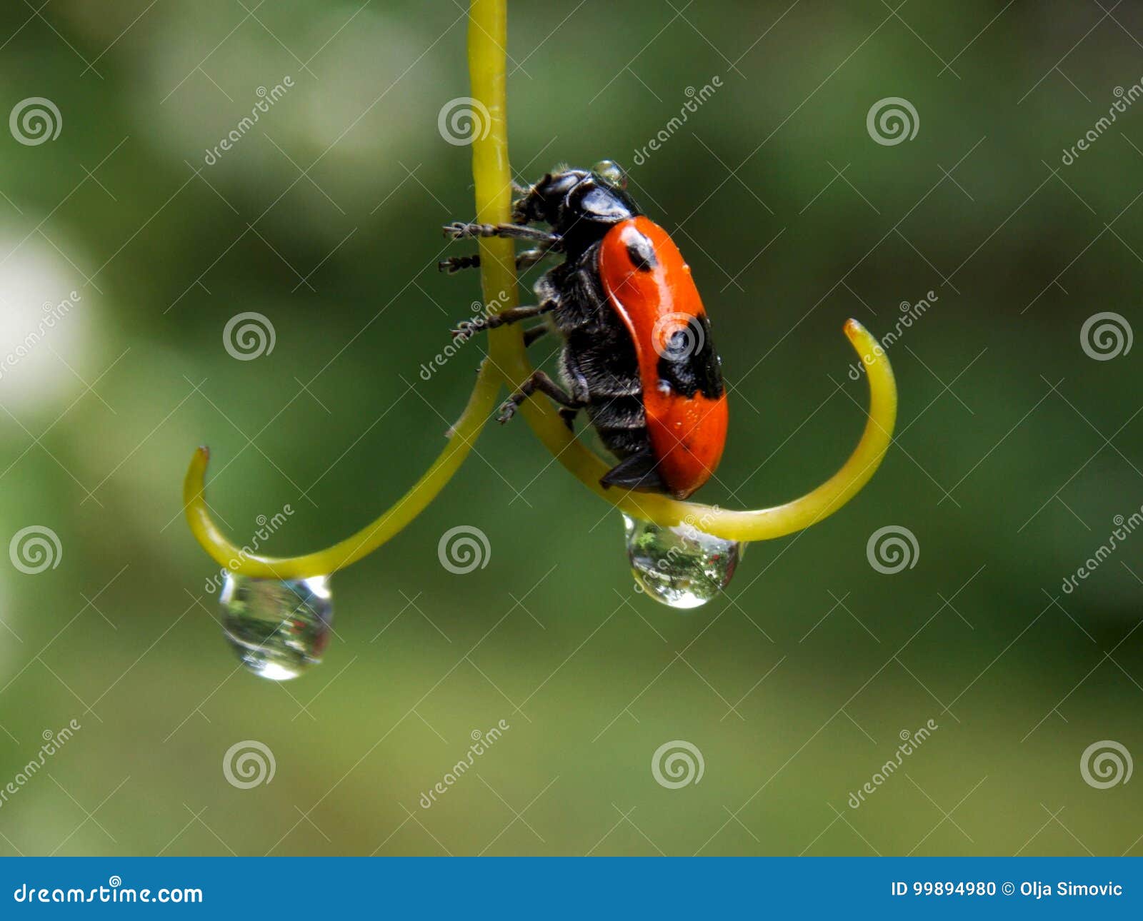 Beetle and drops stock photo. Image of plant, drops, macro - 99894980