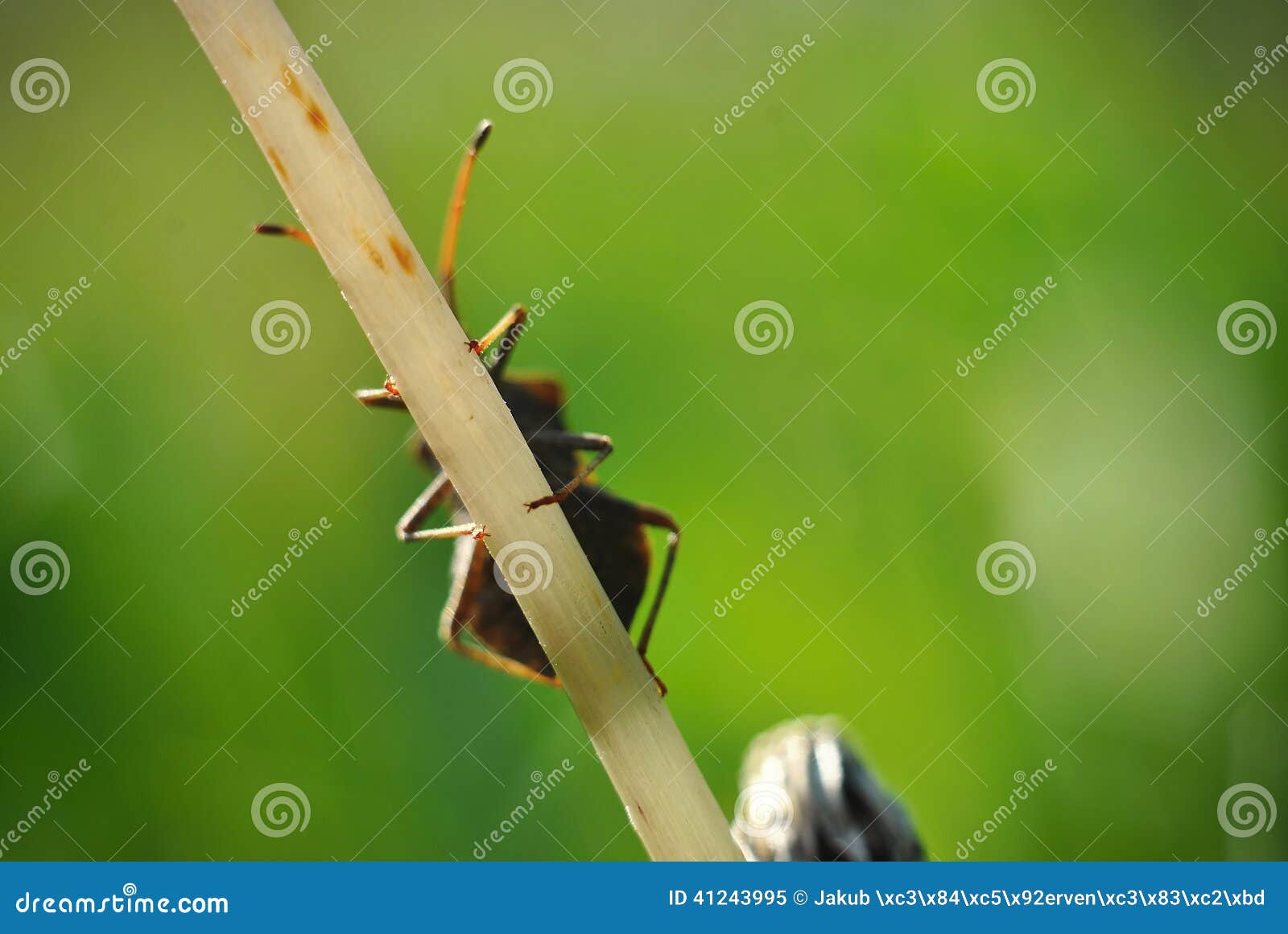Beetle Playing Hide and Seek Stock Image - Image of spring, foliage ...