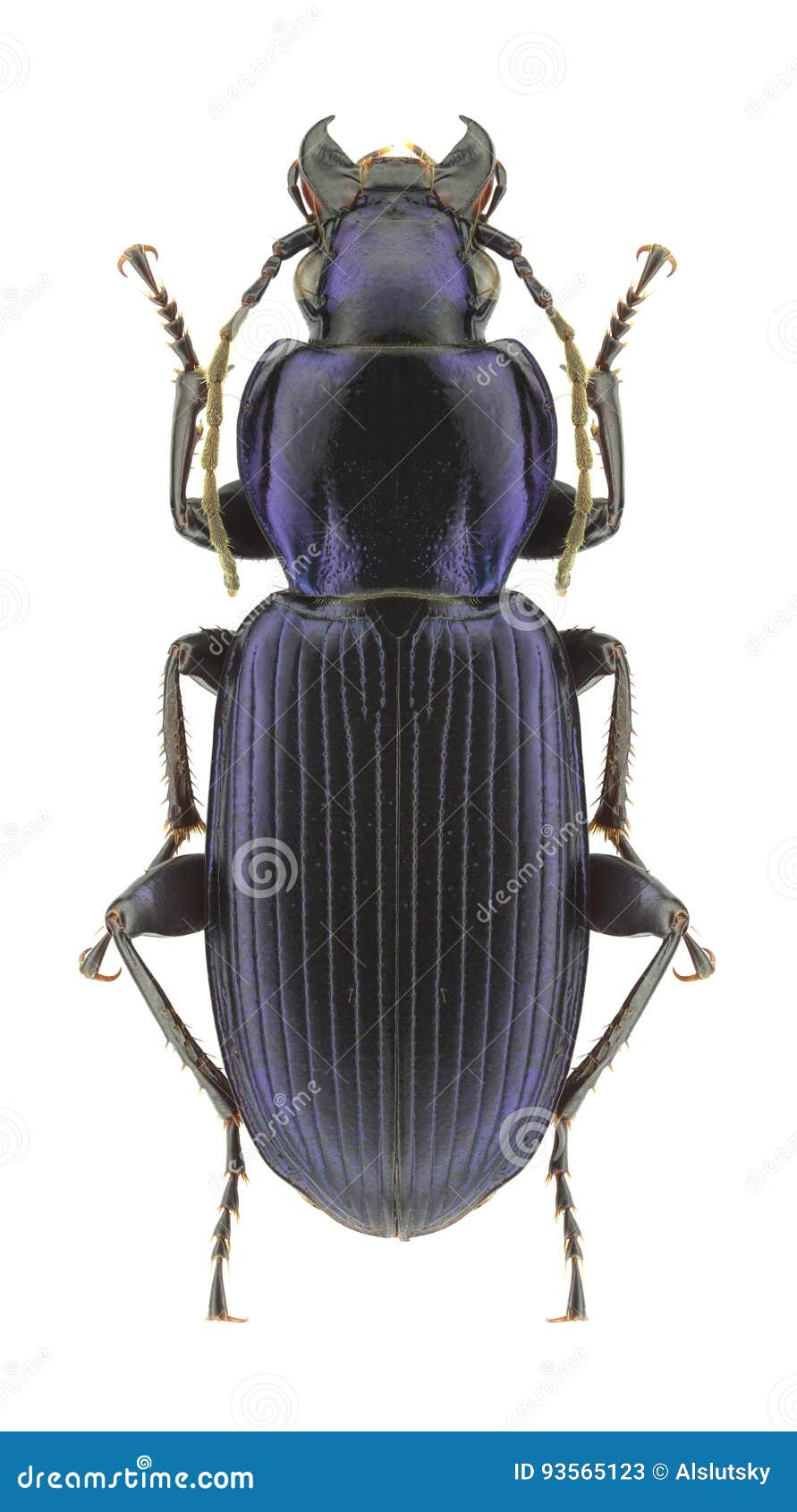 Beetle Poecilus crenuliger stock image. Image of museum - 93565123