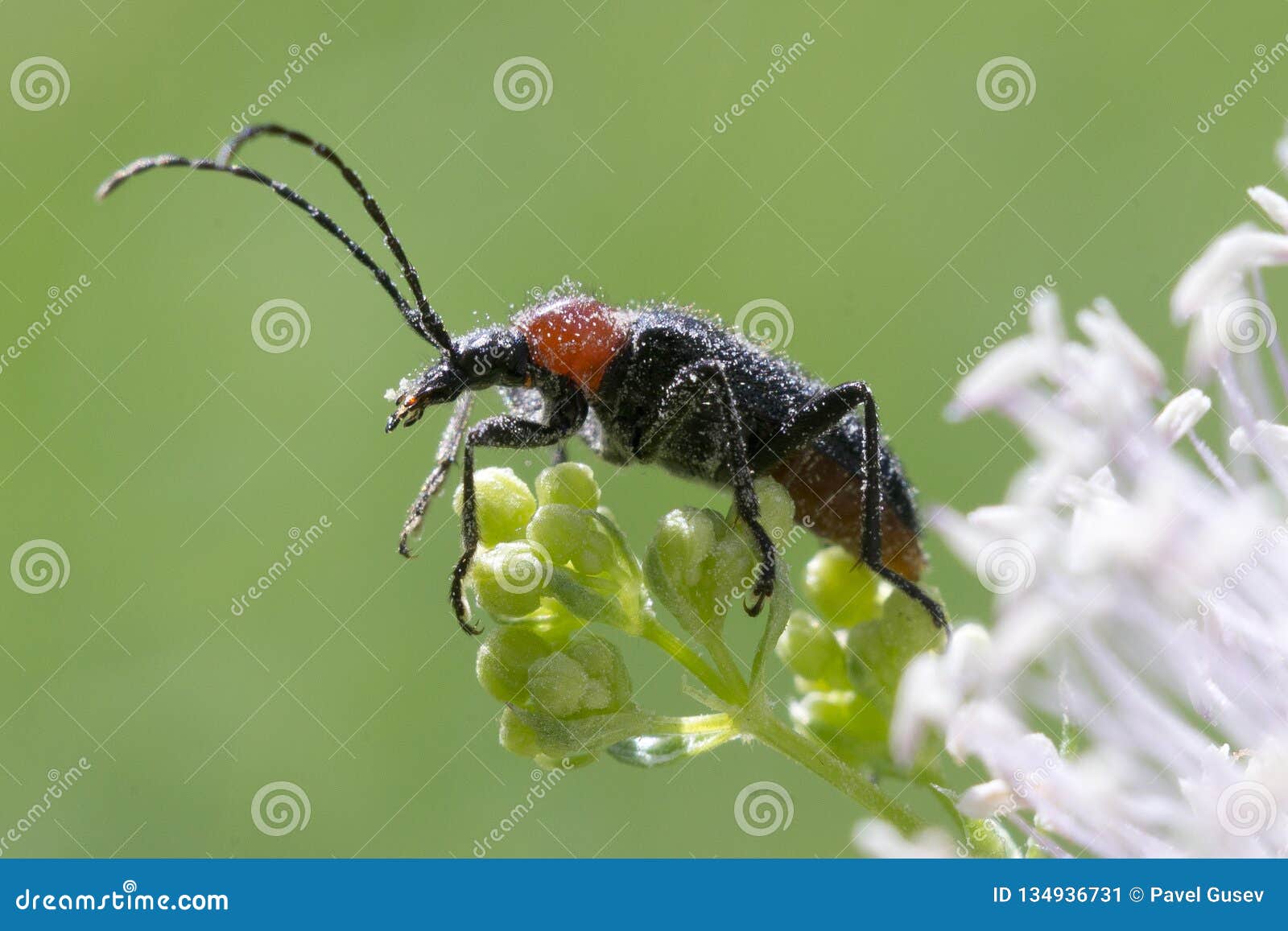 Beetle in Pollen on a Flower Stock Image - Image of flower, bokeh ...