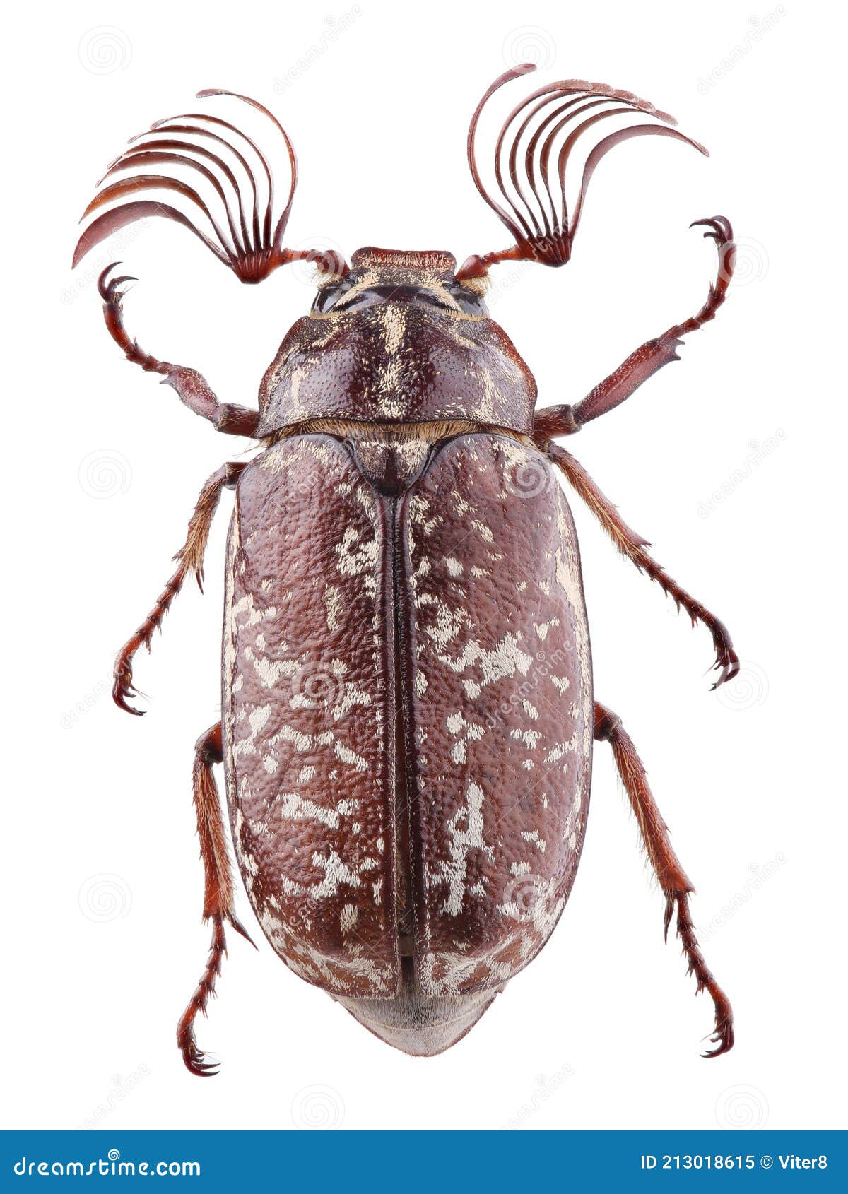 Beetle - Polyphylla Fullo - Isolated on White Stock Image - Image of ...