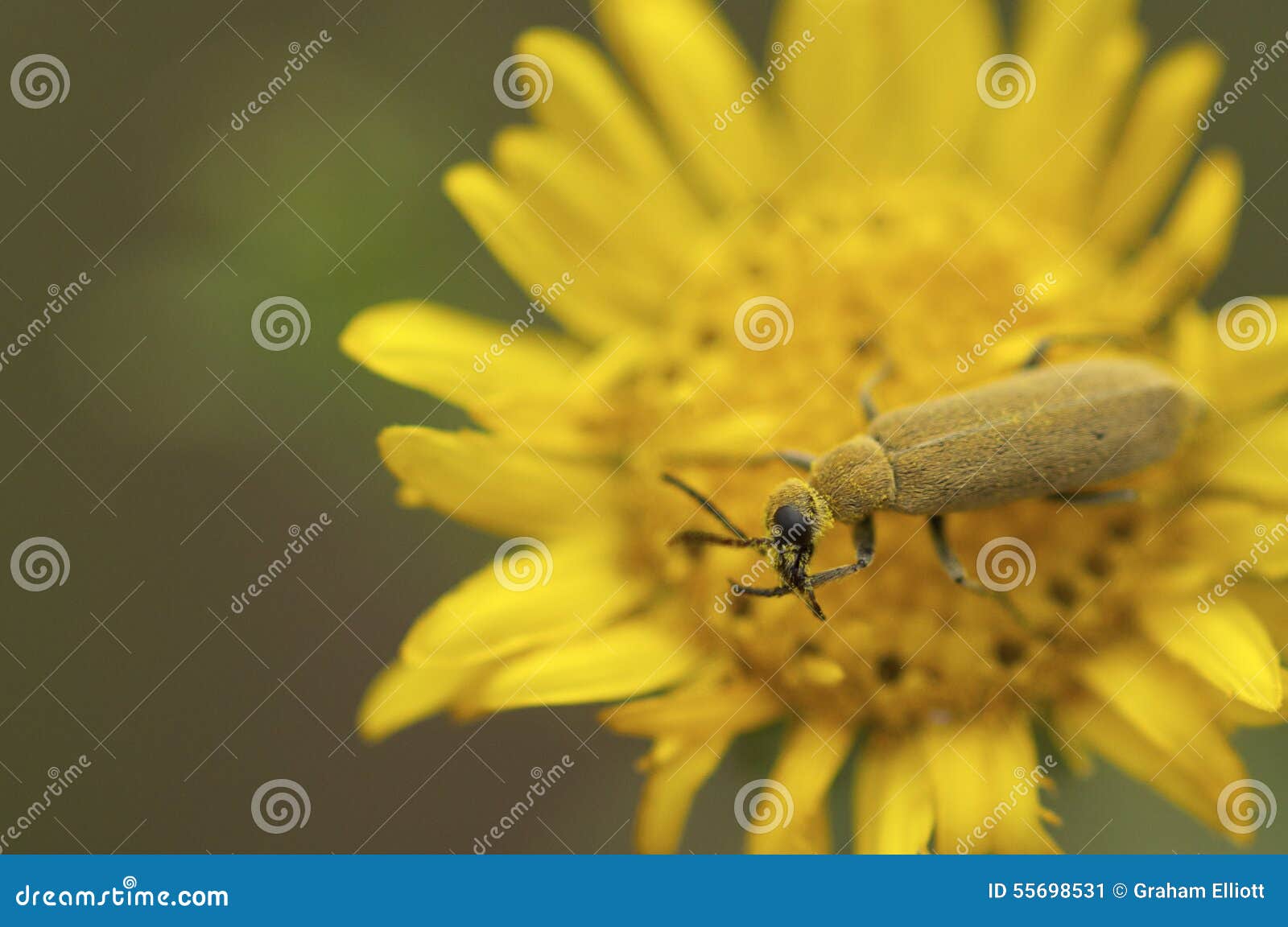 Beetle Portrait with Pollen Face Stock Image - Image of flowers, hiding ...