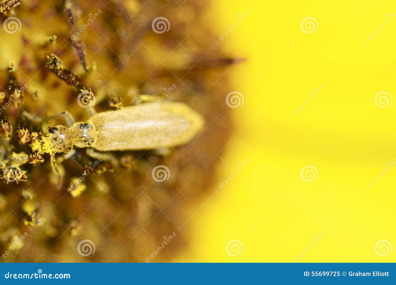 Beetle Portrait with Pollen Face Stock Image - Image of dandelion, closeup: 55699725