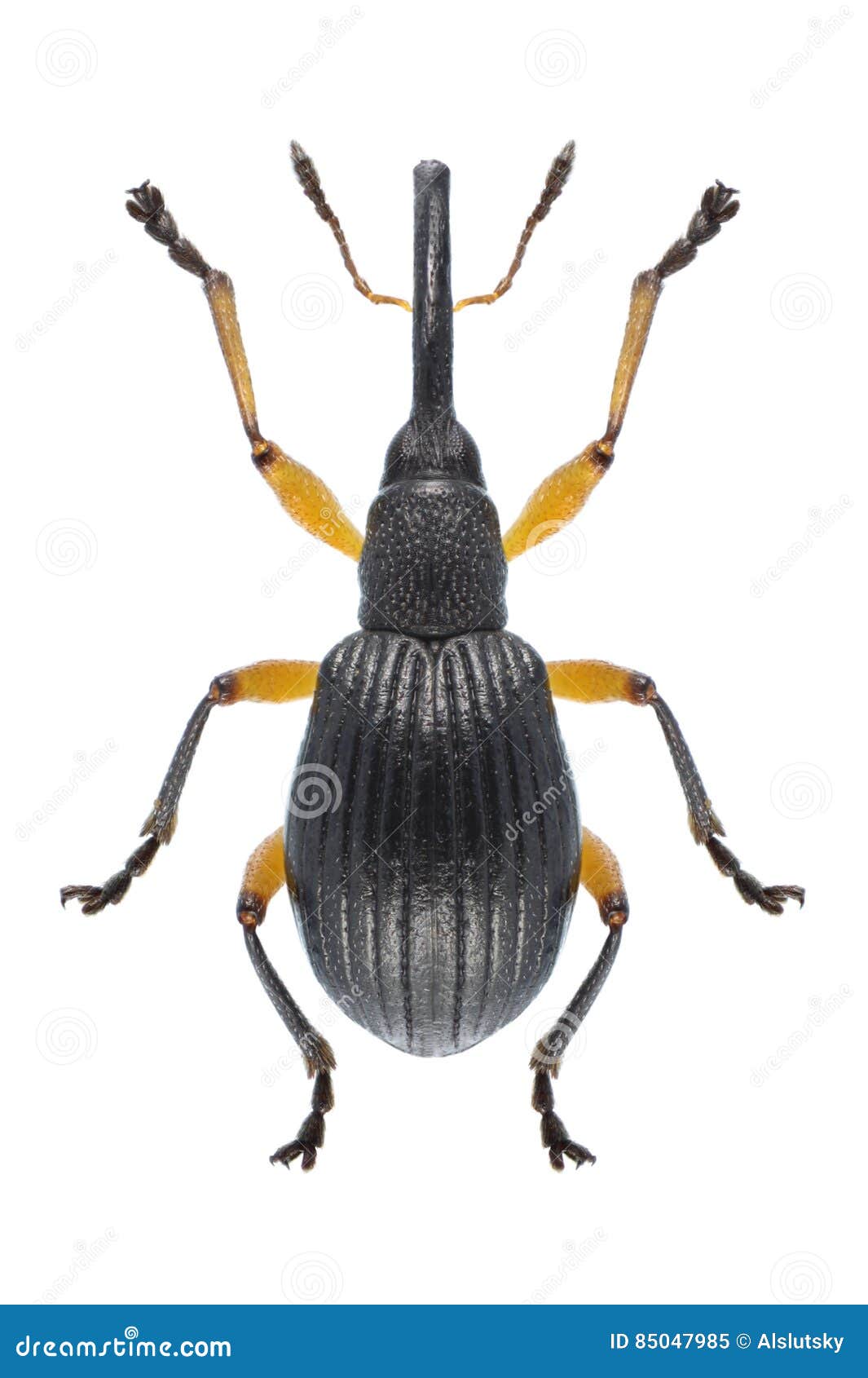 Protapion Apricans Stock Photos - Free & Royalty-Free Stock Photos from ...