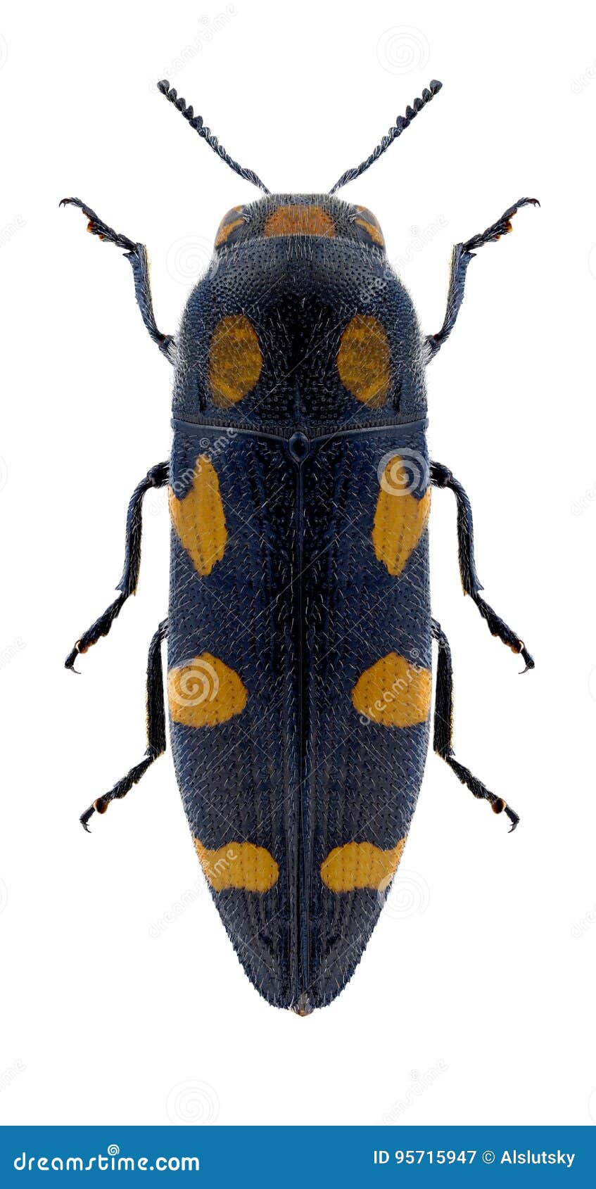 Beetle Ptosima Undecimmaculata Stock Image - Image of wildlife, insect ...