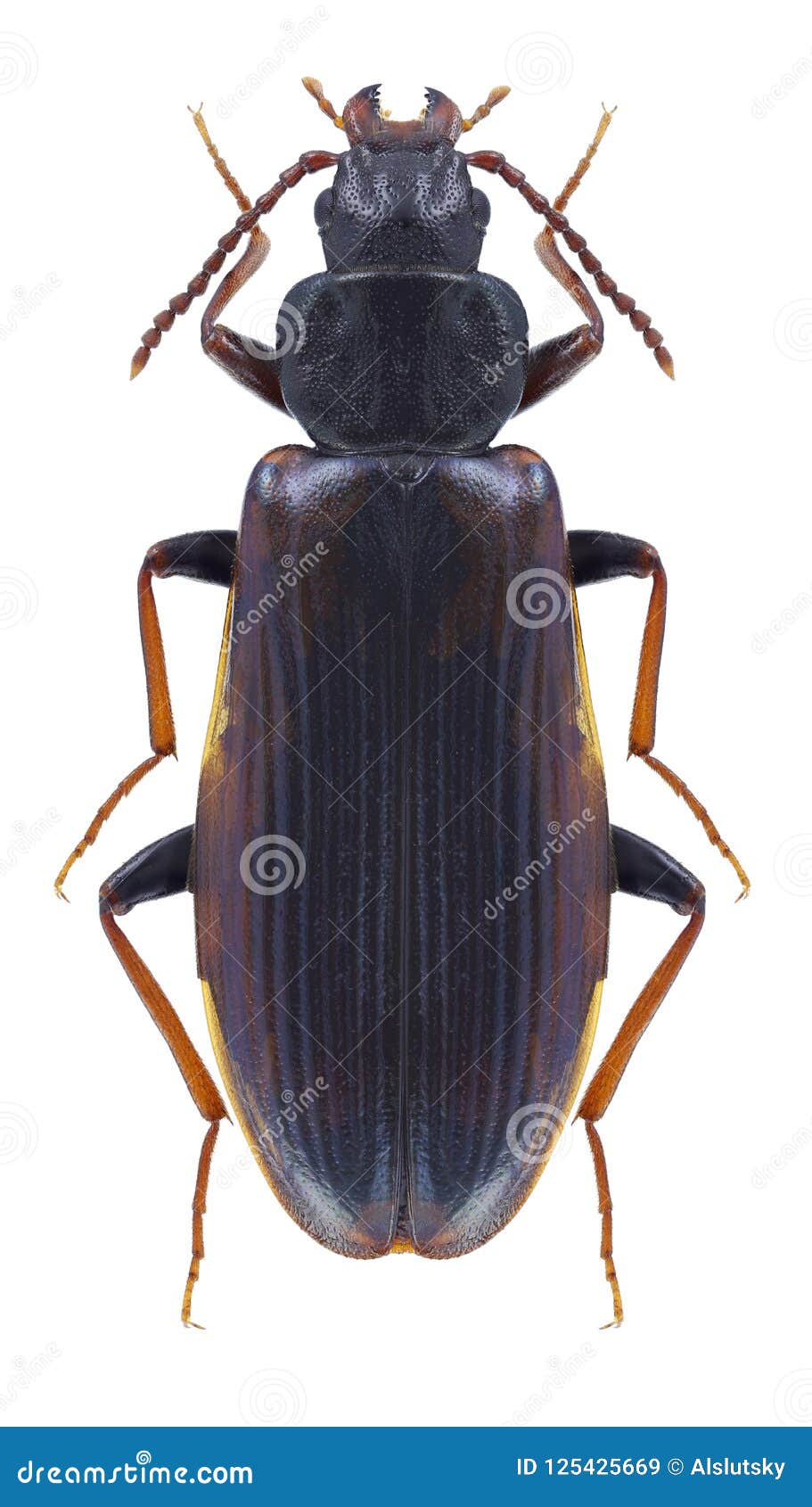 Pytho Depressus Larva Of This Beetle (Pythidae Family) On Under Pine ...