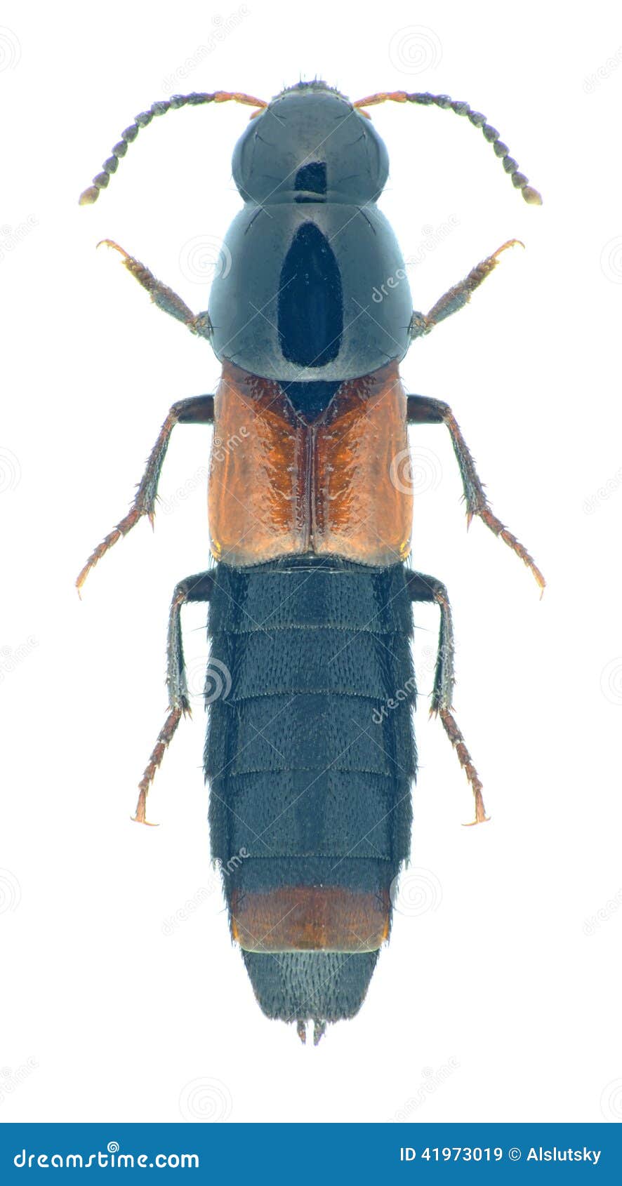 Beetle Quedius molochinus stock image. Image of invertebrate - 41973019