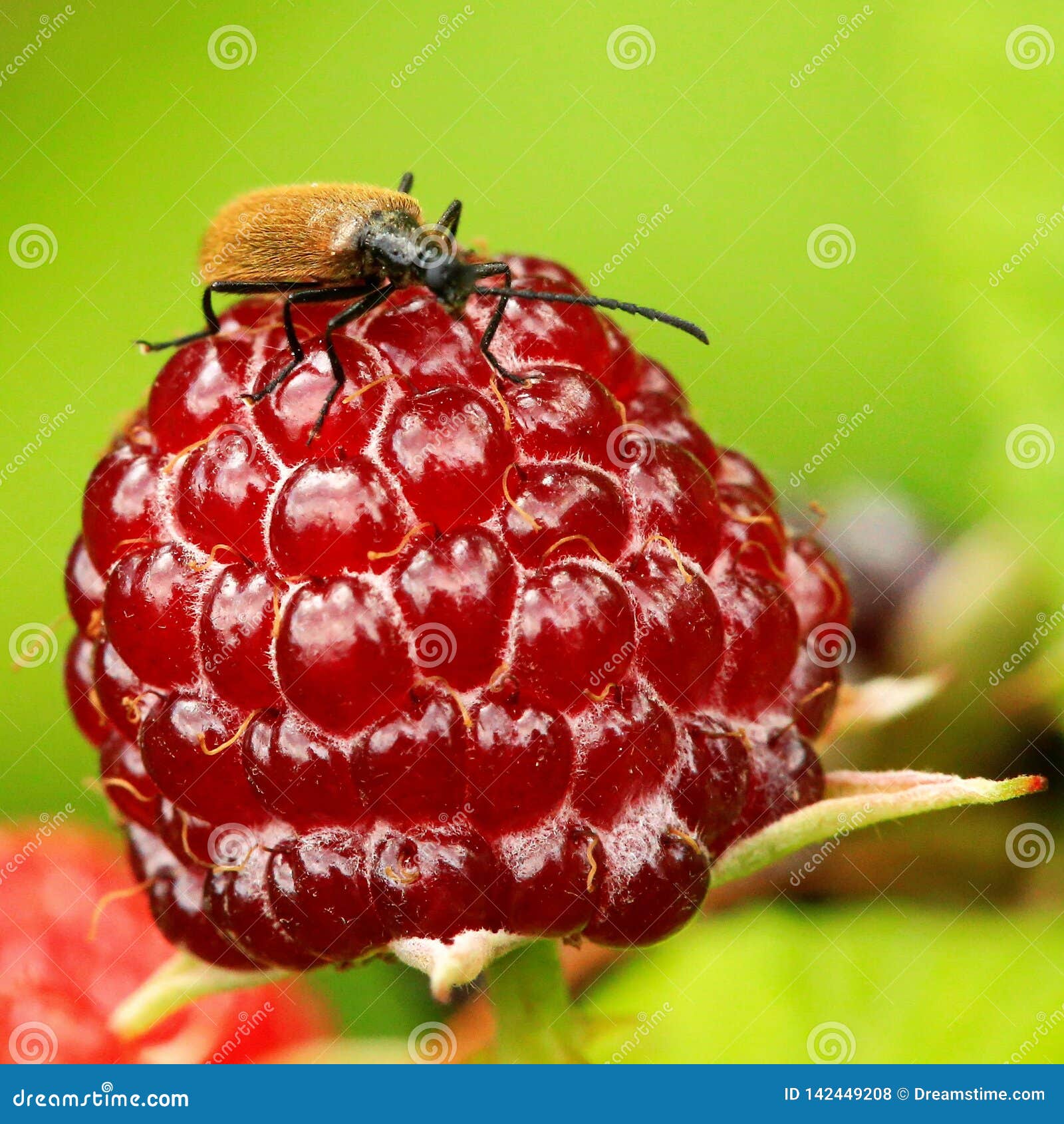 Beetle and raspberry stock photo. Image of insects, brown - 142449208