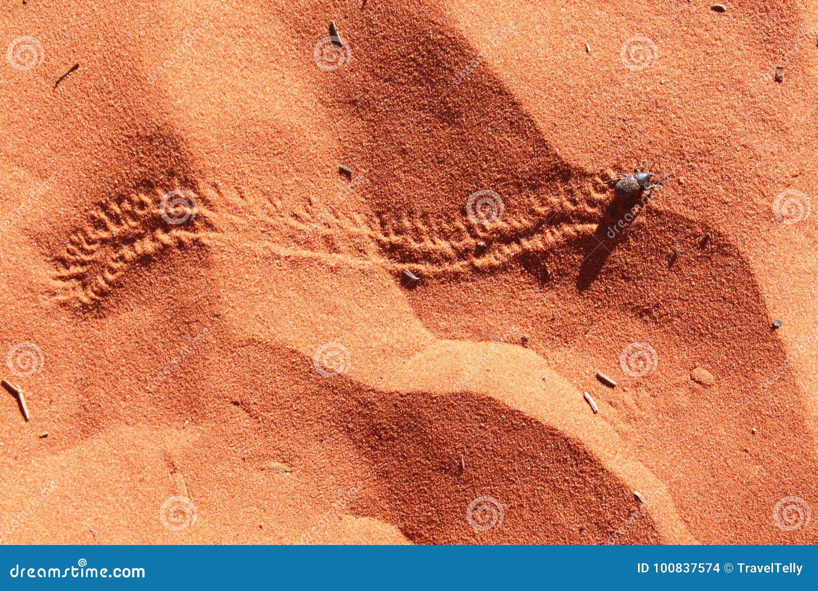Beetle in the red sand stock photo. Image of trace, animal - 100837574