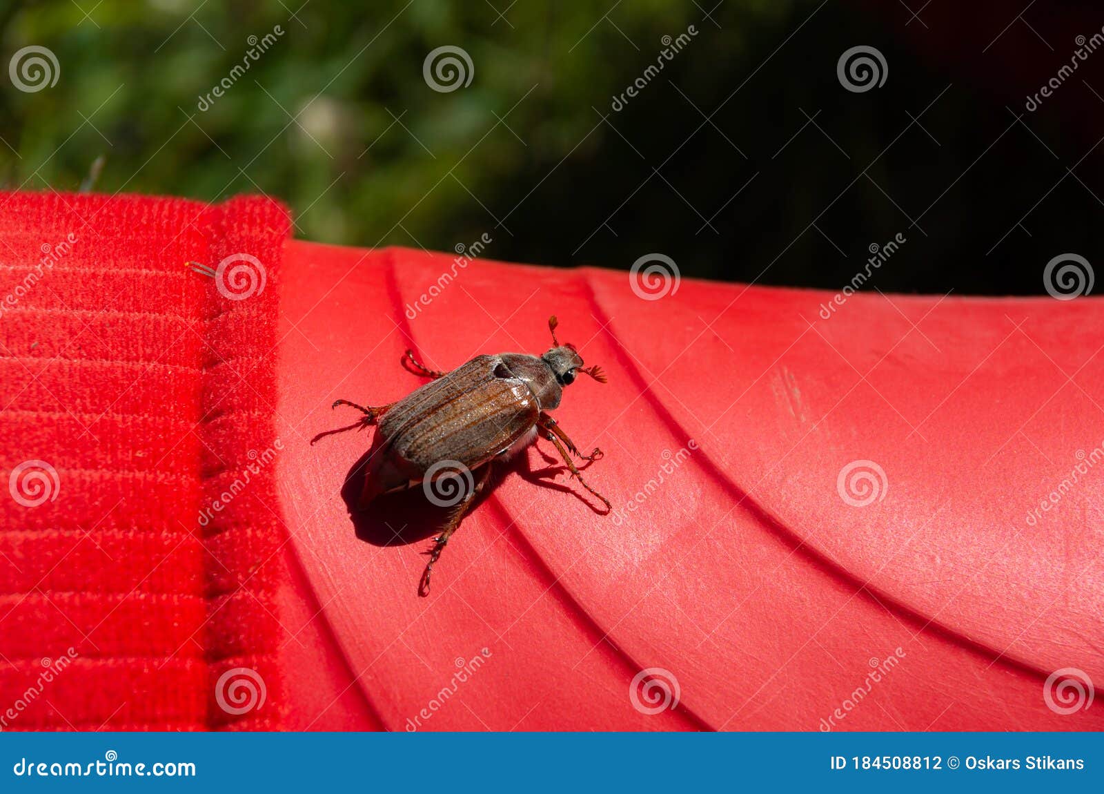 Beetle on a red women boot stock photo. Image of beetle - 184508812