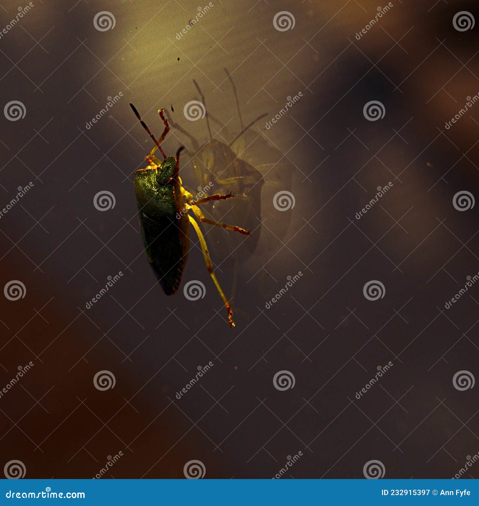 Beetle in reflection stock image. Image of green, yellow - 232915397