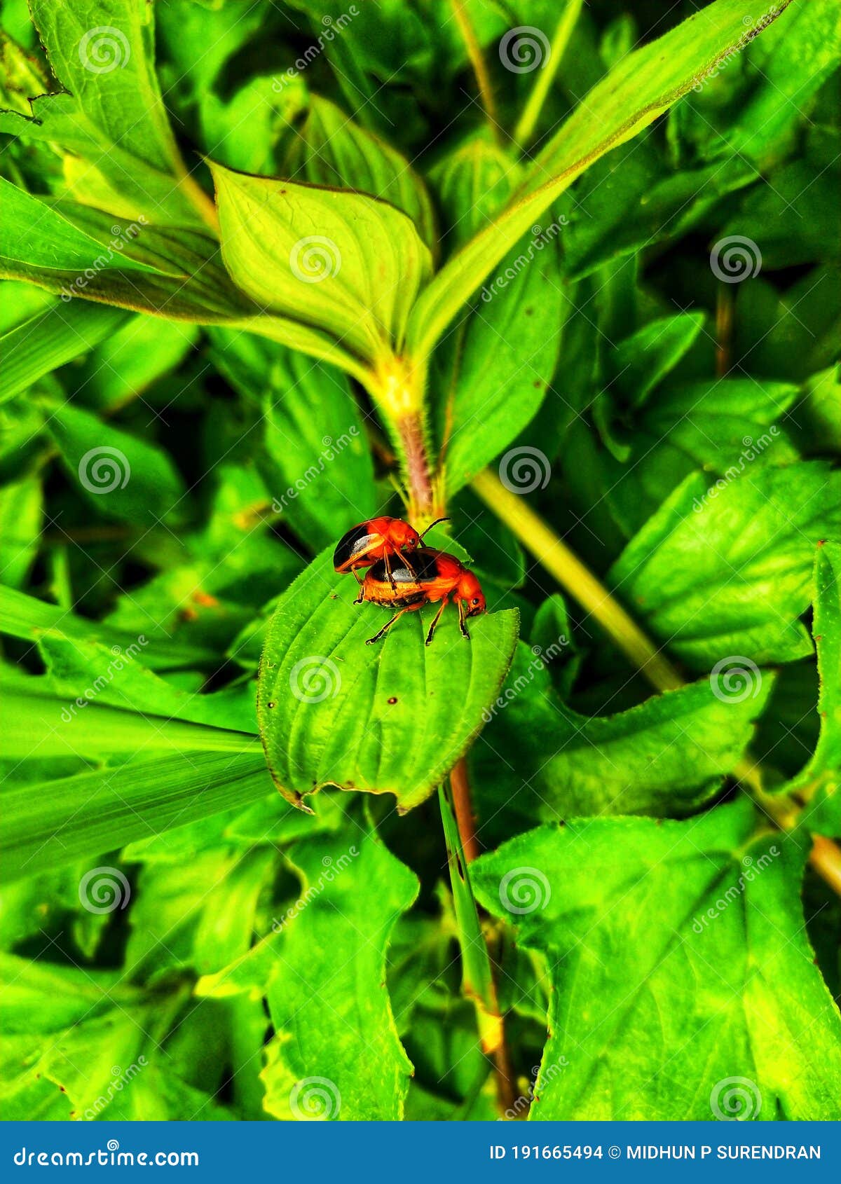 Beetle reproduction stock photo. Image of wildlife, rainy - 191665494