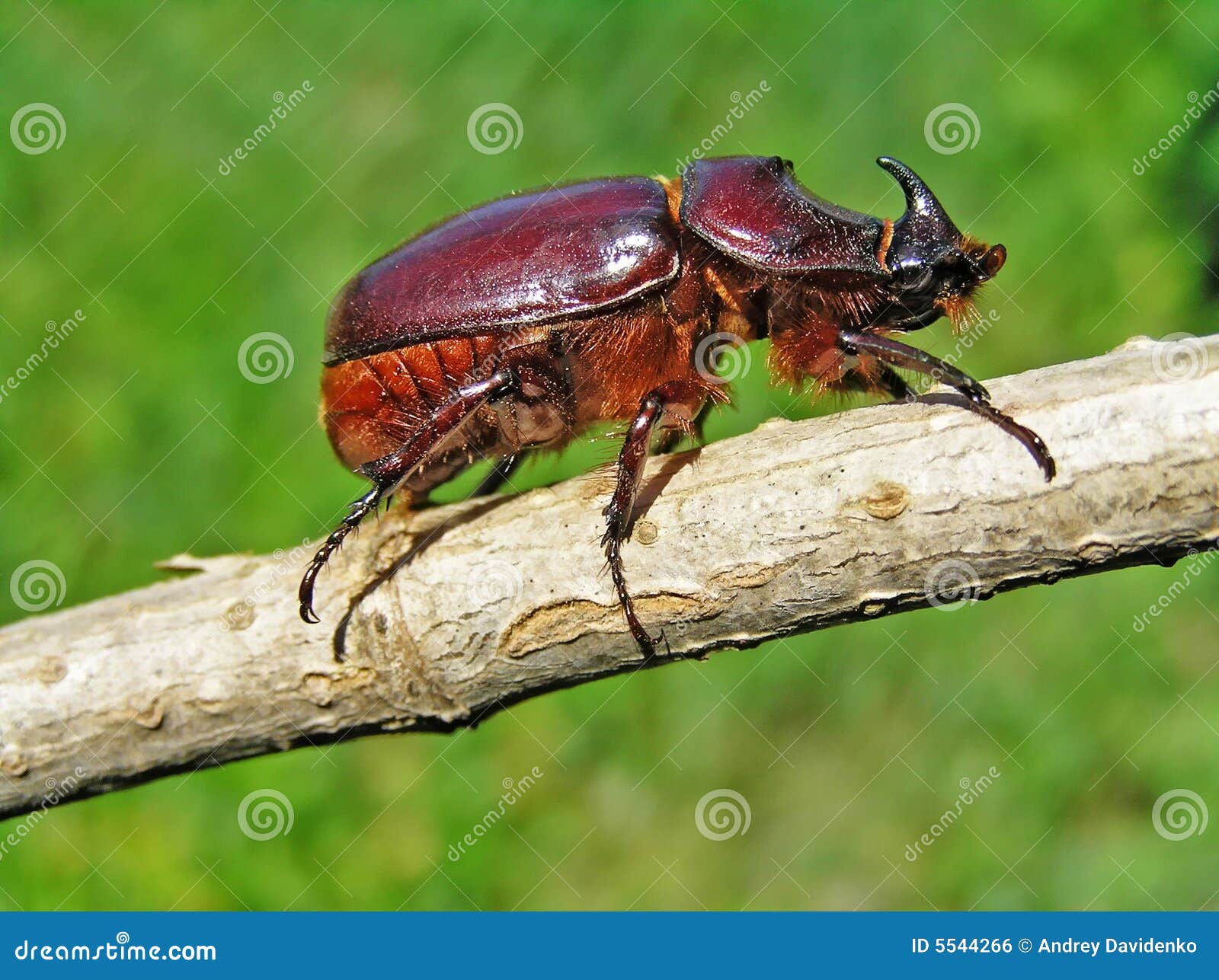 Beetle-rhinoceros (Oryctes Nasicornis) Stock Photo - Image of forest ...