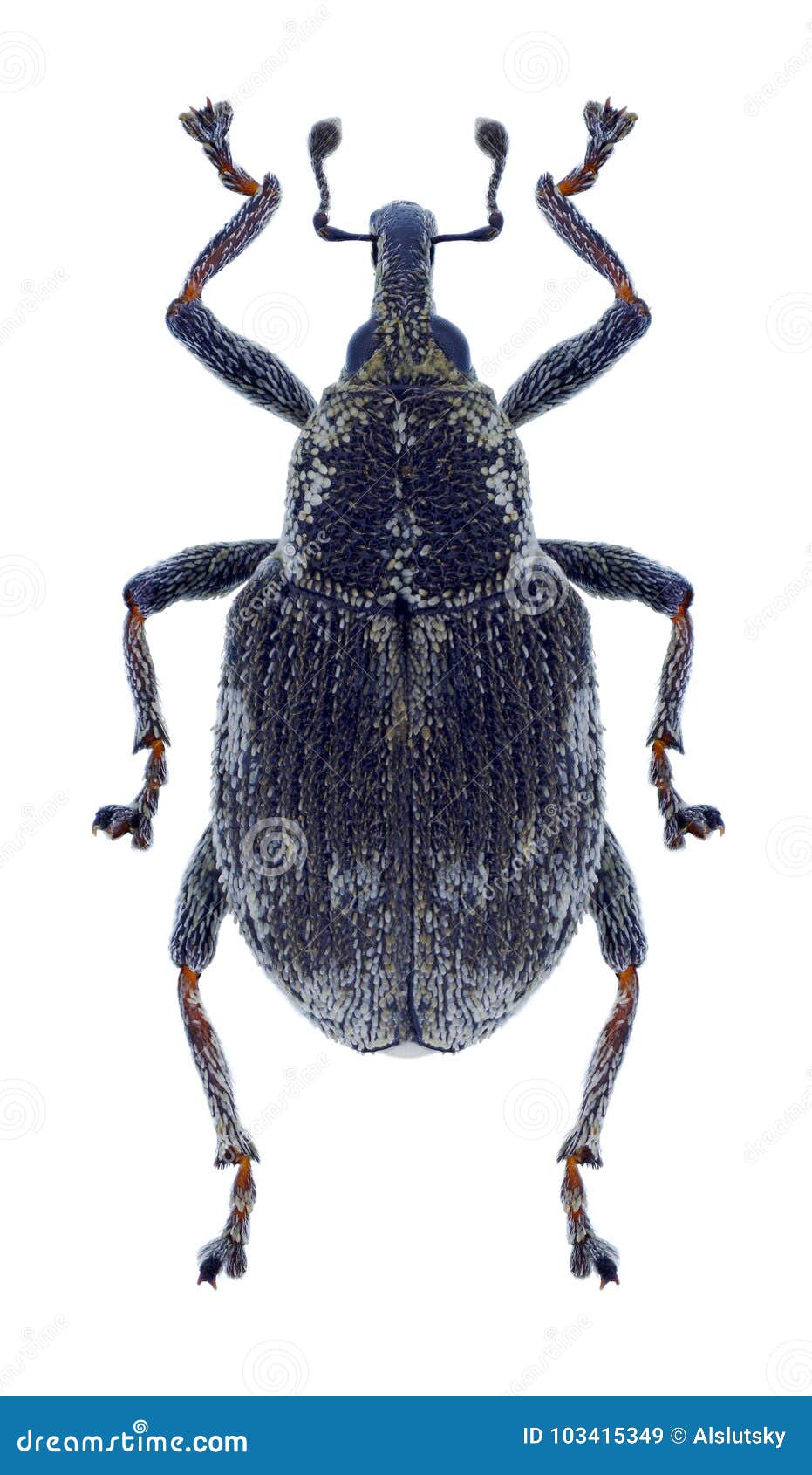 Rhinoncus Stock Photos - Free & Royalty-Free Stock Photos from Dreamstime