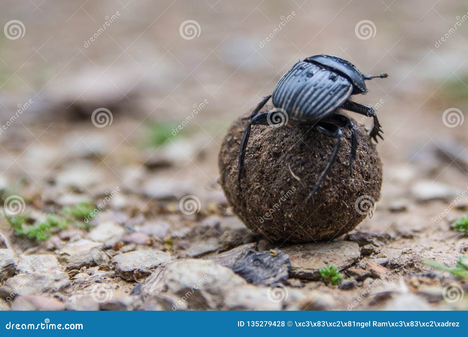 Beetle Rolling Stone Stock Photos - Free & Royalty-Free Stock Photos ...